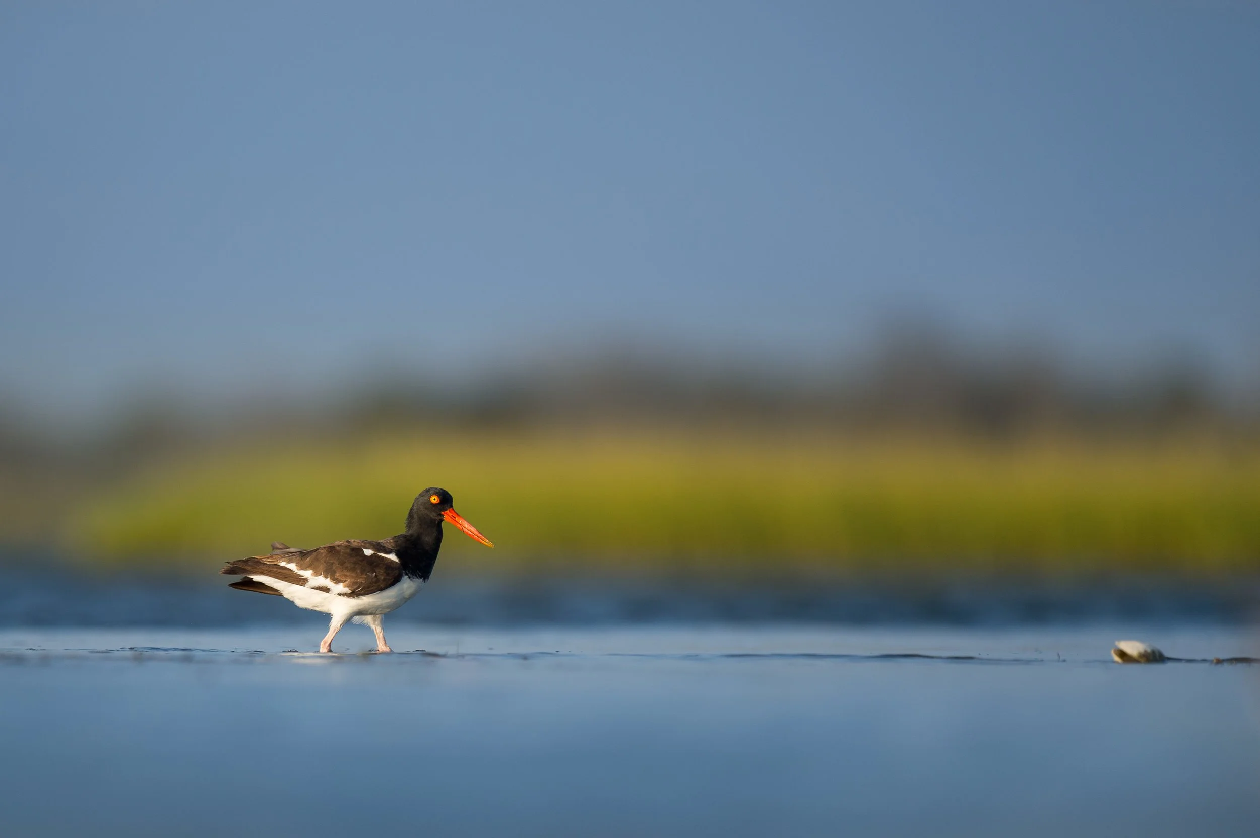Back Bay Birds of New Jersey - A Day Outing — Ray Hennessy Wildlife