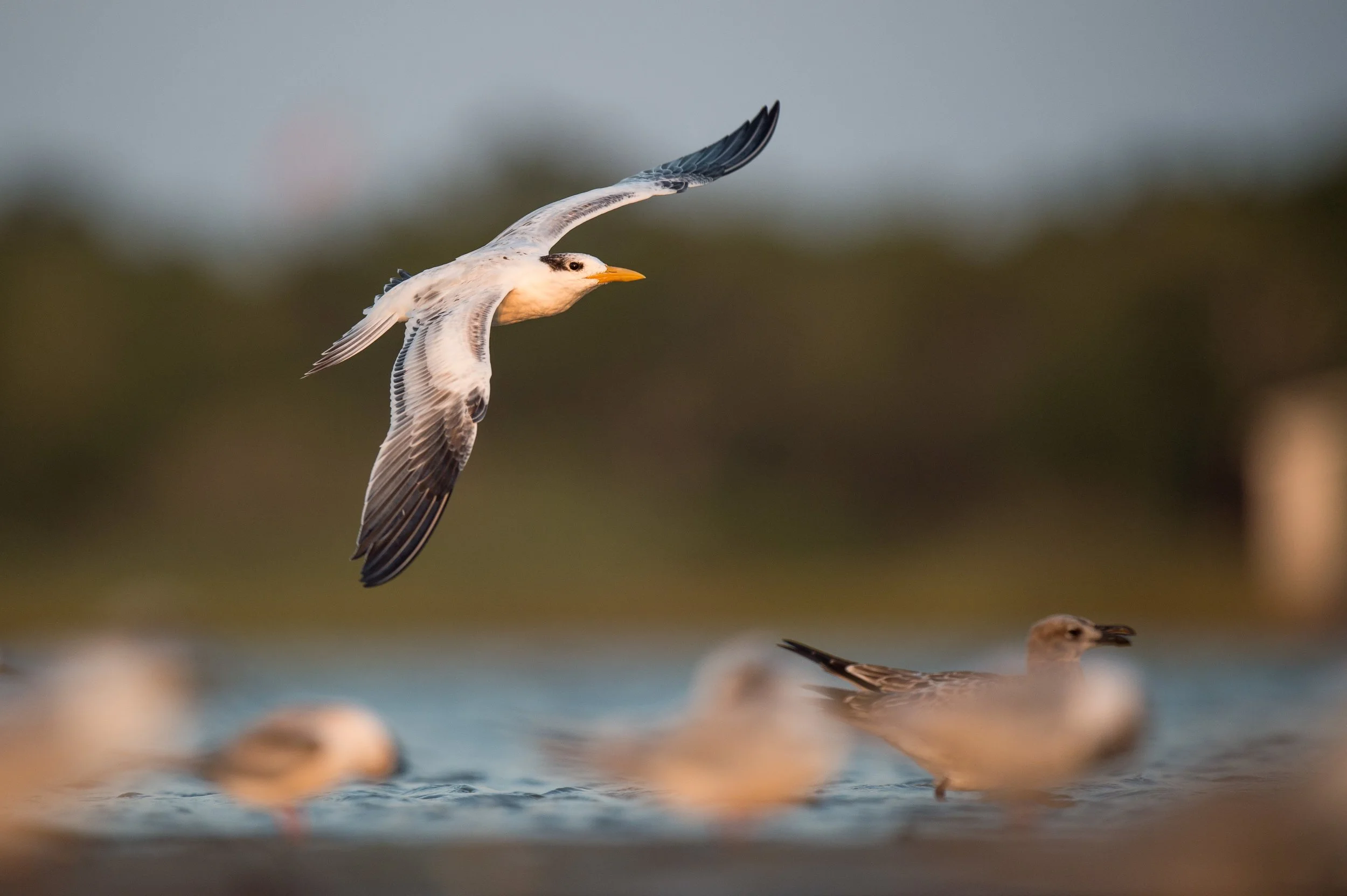 Back Bay Birds of New Jersey - A Day Outing — Ray Hennessy Wildlife