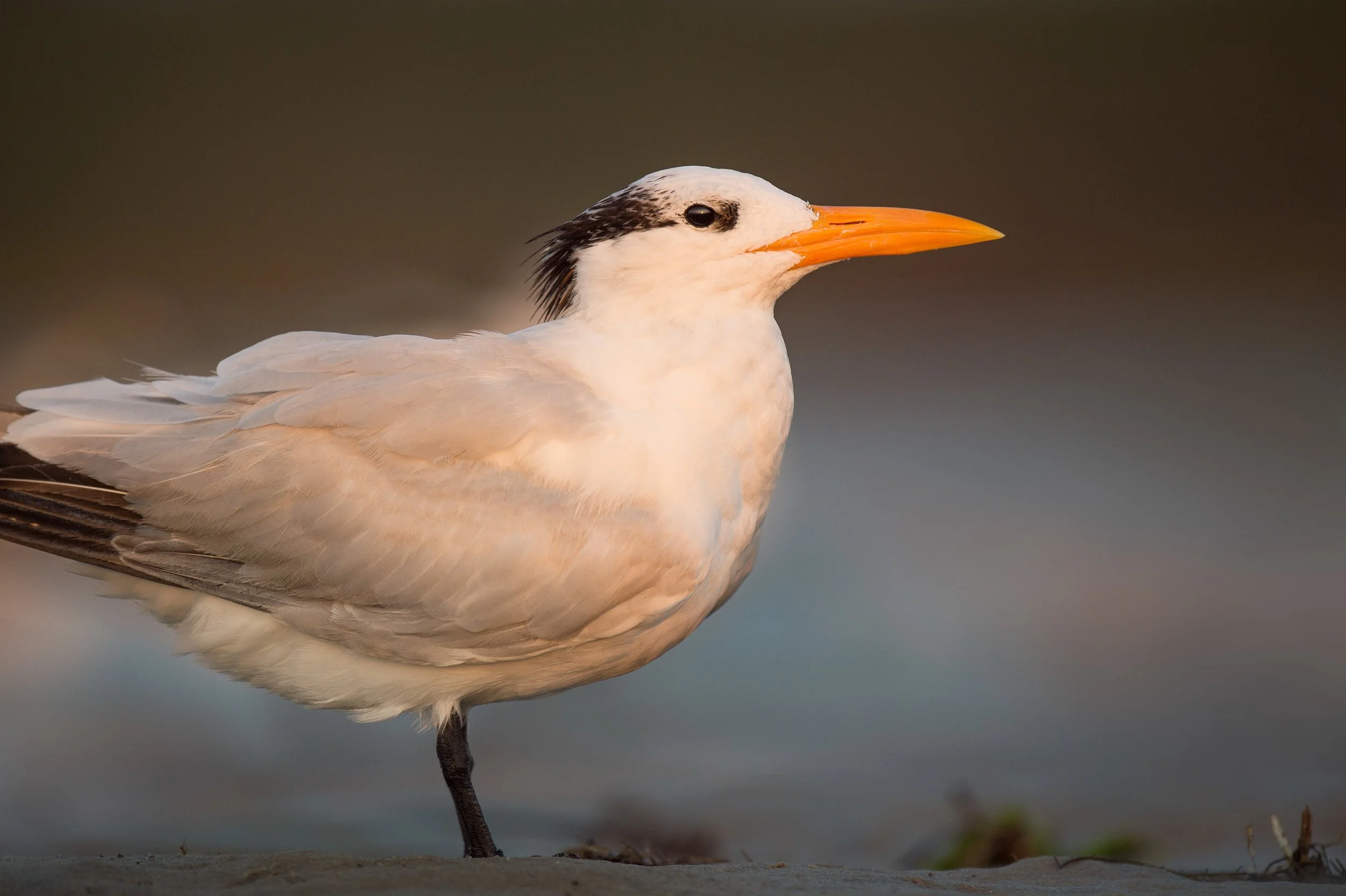 Back Bay Birds of New Jersey - A Day Outing — Ray Hennessy Wildlife