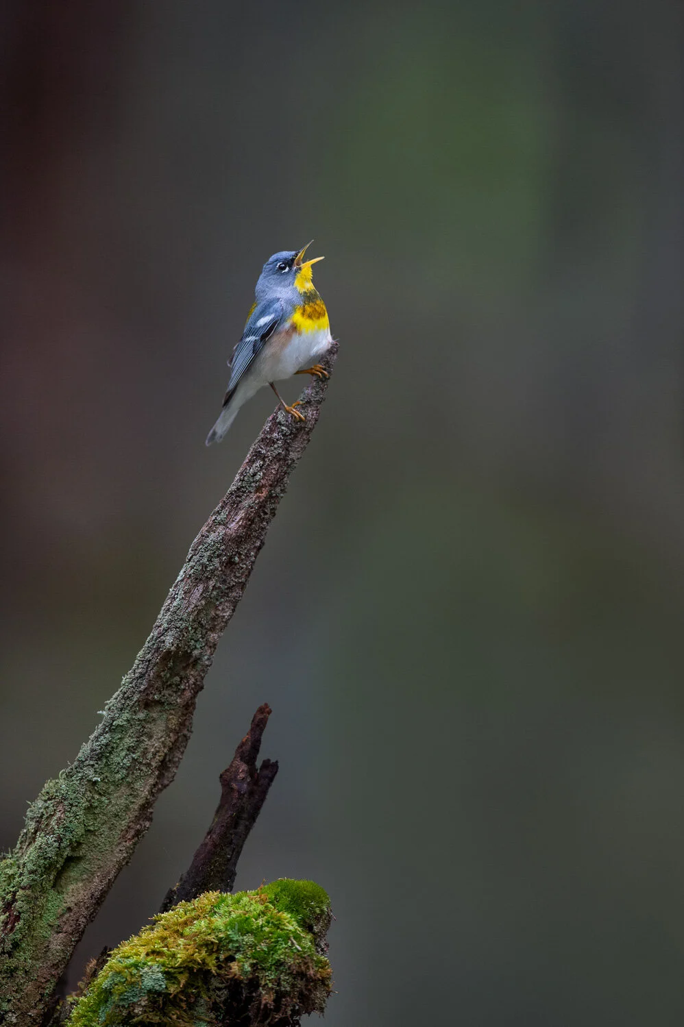 Ray Hennessy Bird Photography Mentorship — Ray Hennessy Wildlife
