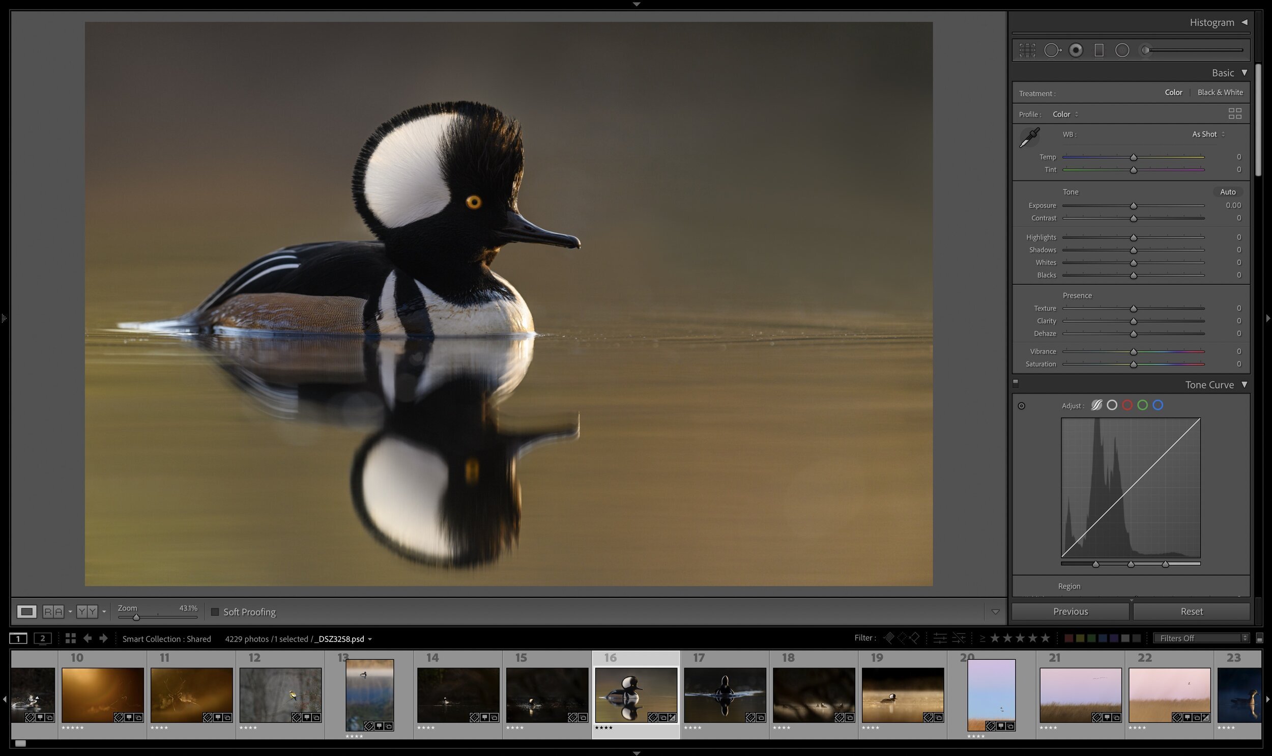 Online Photoshop for Wildlife Course — Ray Hennessy Wildlife