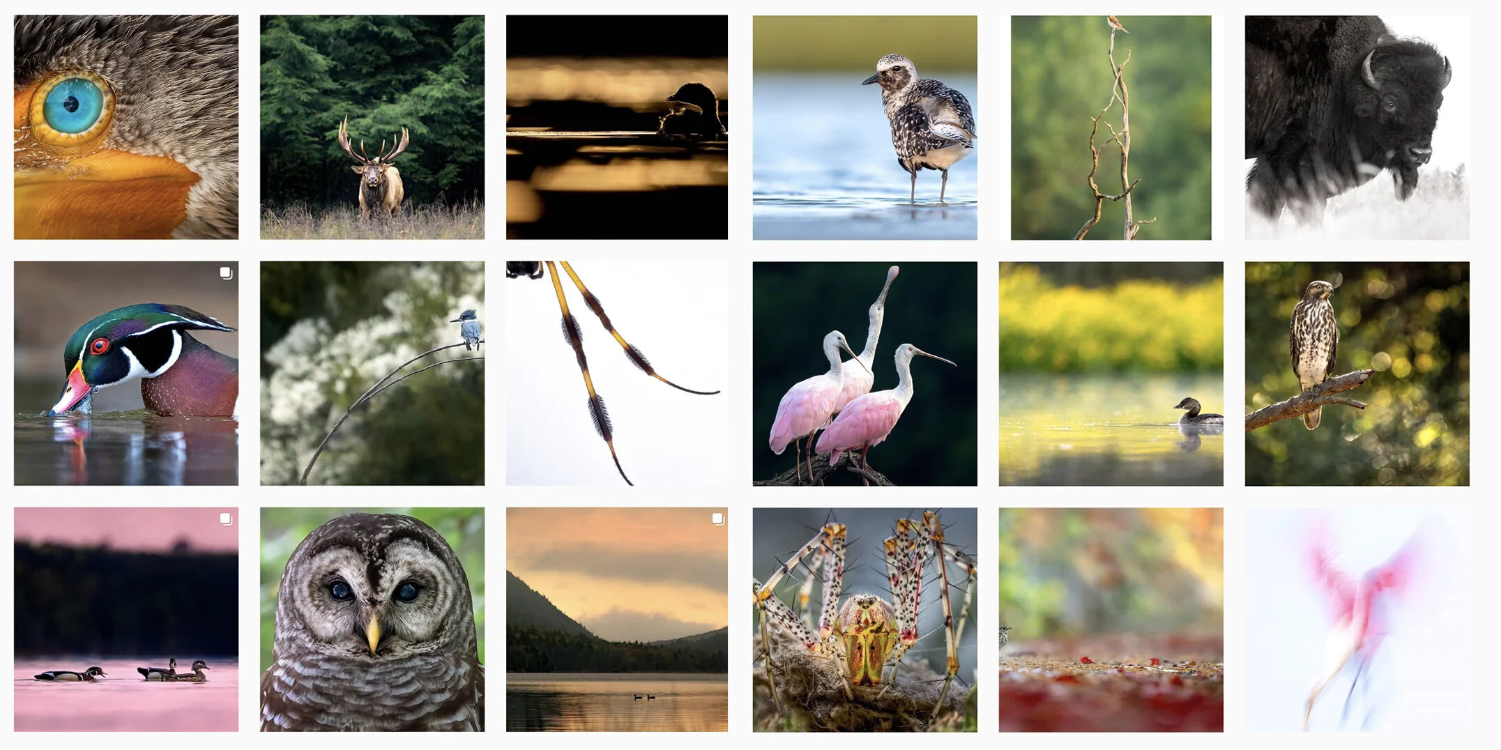 044: Vance Solseth — Ray Hennessy Wildlife