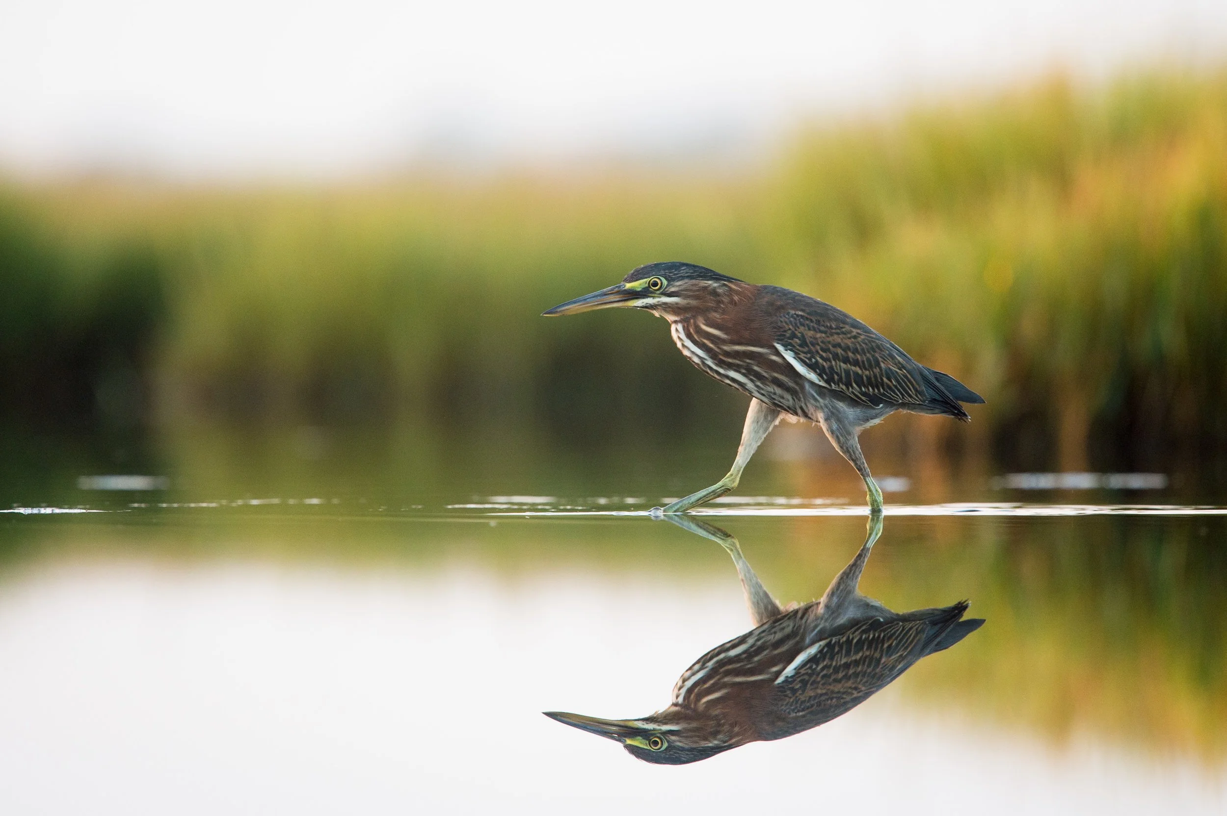 Marsh and Beach Birds of NJ - A Day Outing — Ray Hennessy Wildlife