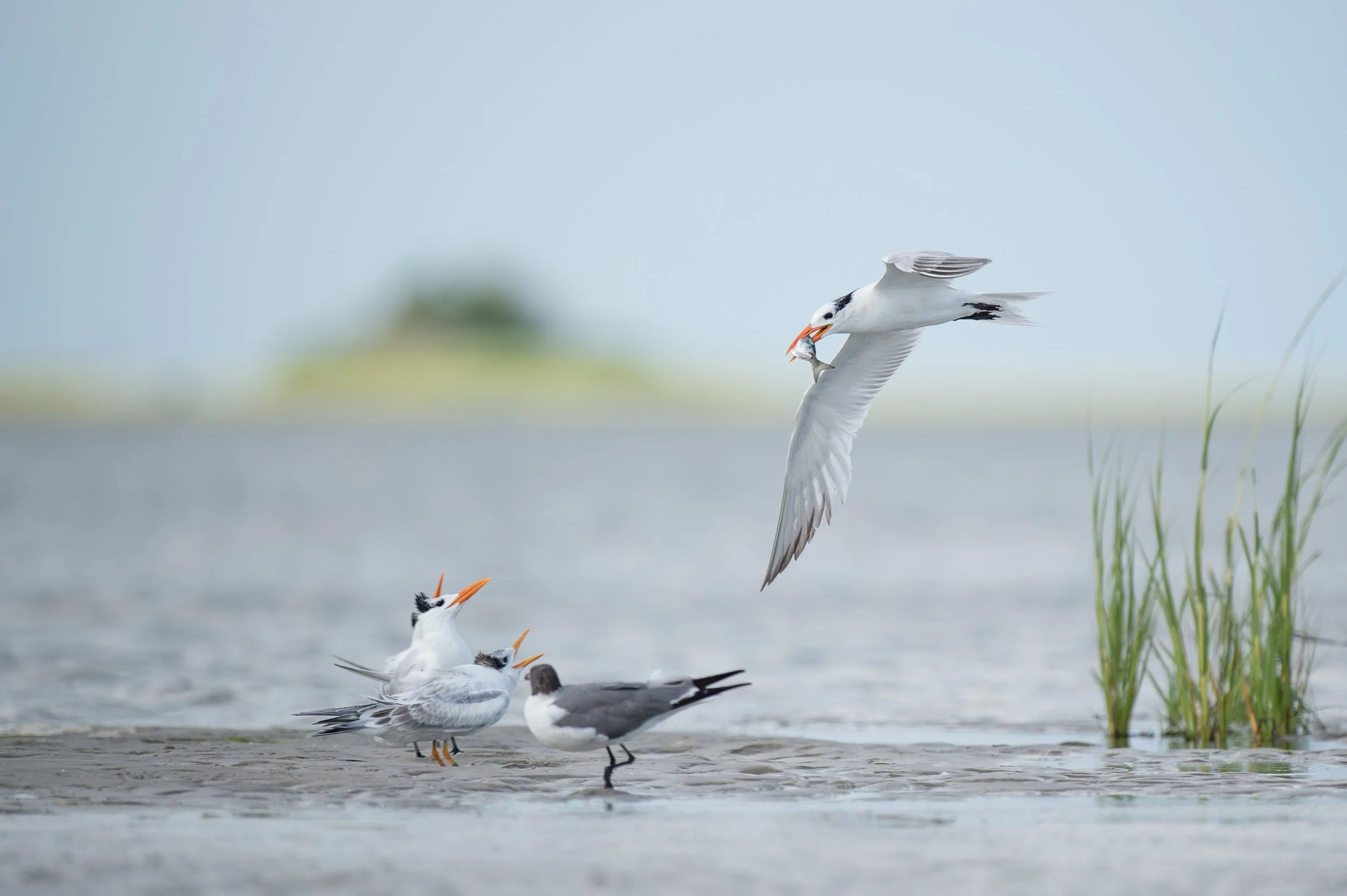Shorebirds at the Jersey Shore - A Day Outing — Ray Hennessy Wildlife