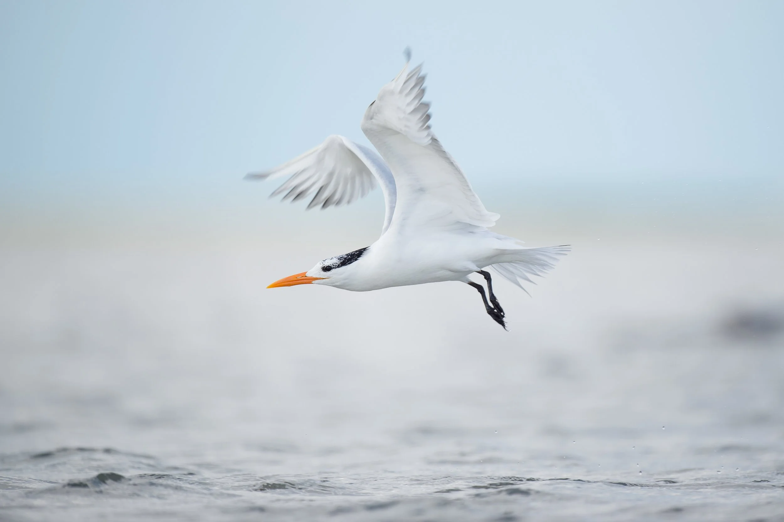 Shorebirds at the Jersey Shore - A Day Outing — Ray Hennessy Wildlife