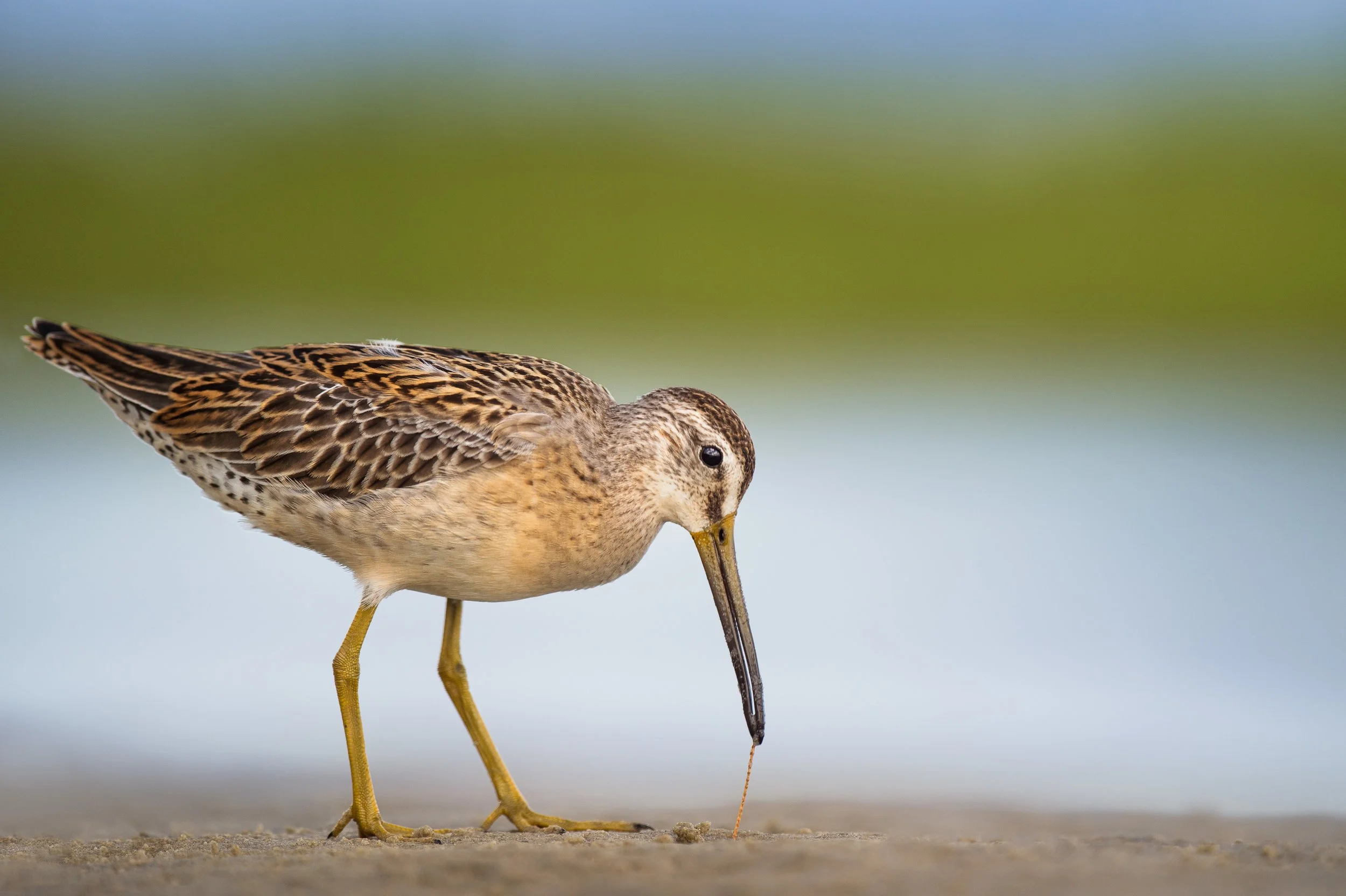 Shorebirds at the Jersey Shore - A Day Outing — Ray Hennessy Wildlife