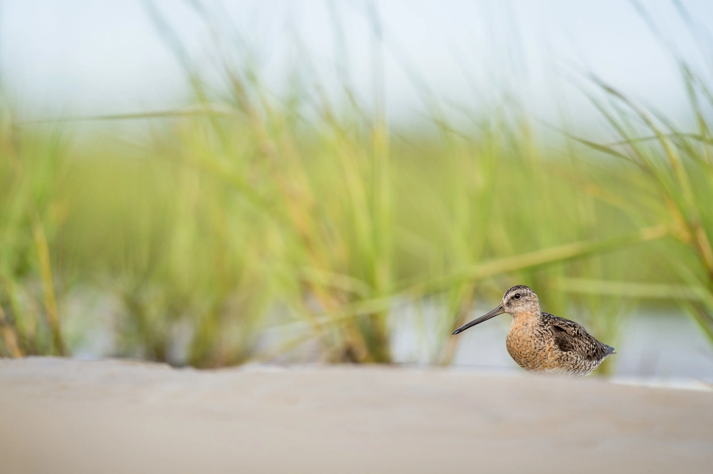 Shorebirds at the Jersey Shore - A Day Outing — Ray Hennessy Wildlife