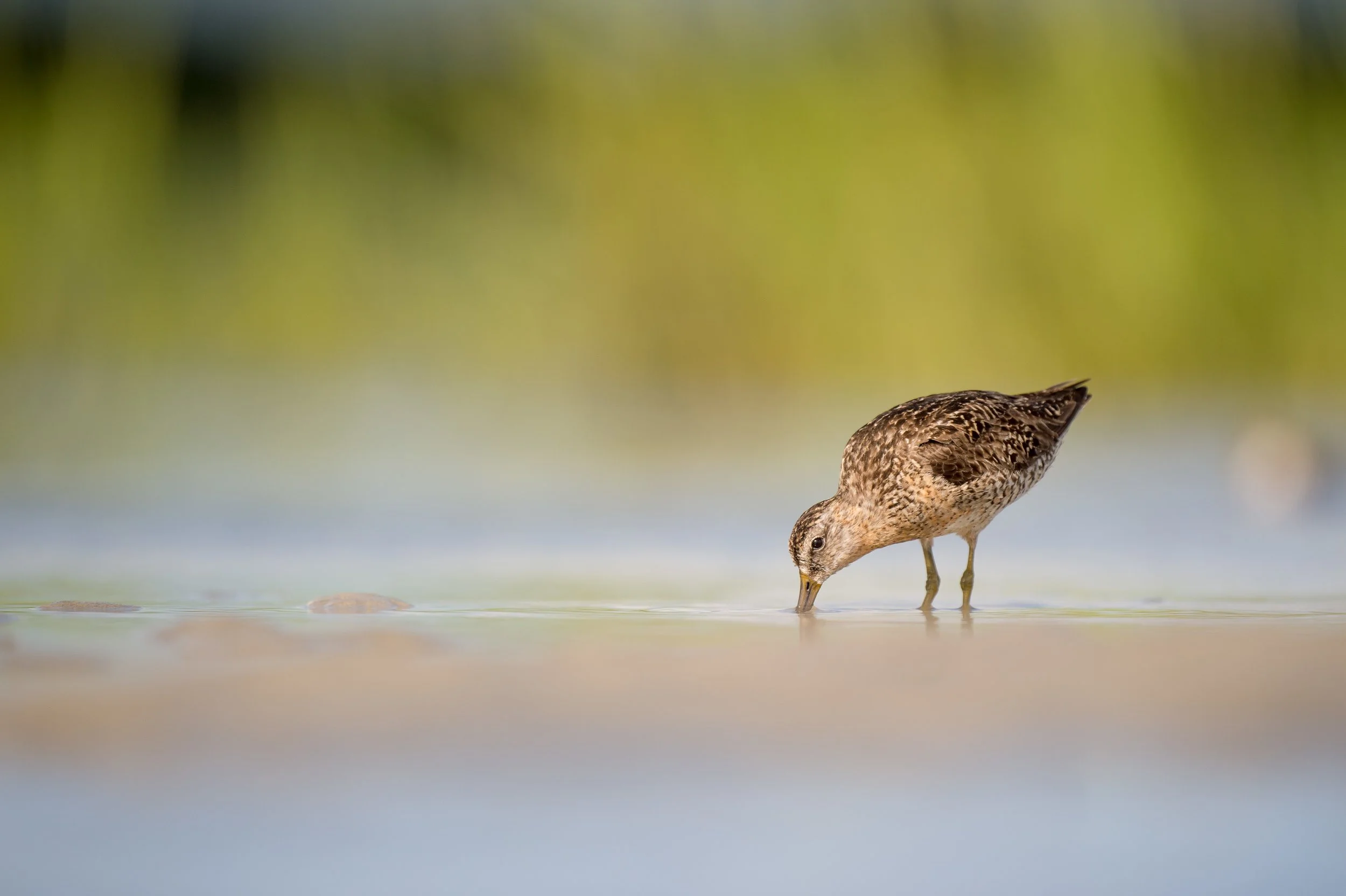 Shorebirds at the Jersey Shore - A Day Outing — Ray Hennessy Wildlife