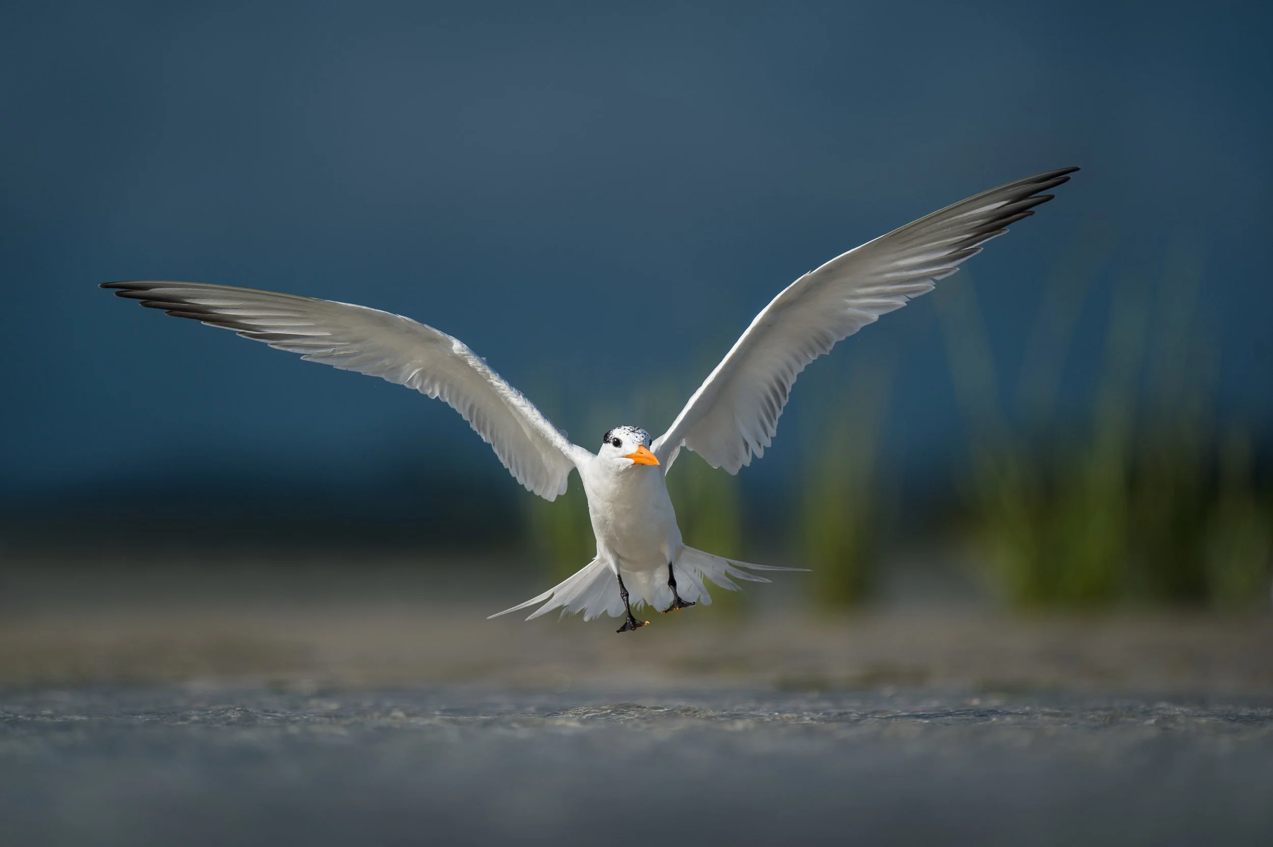 Shorebirds at the Jersey Shore - A Day Outing — Ray Hennessy Wildlife