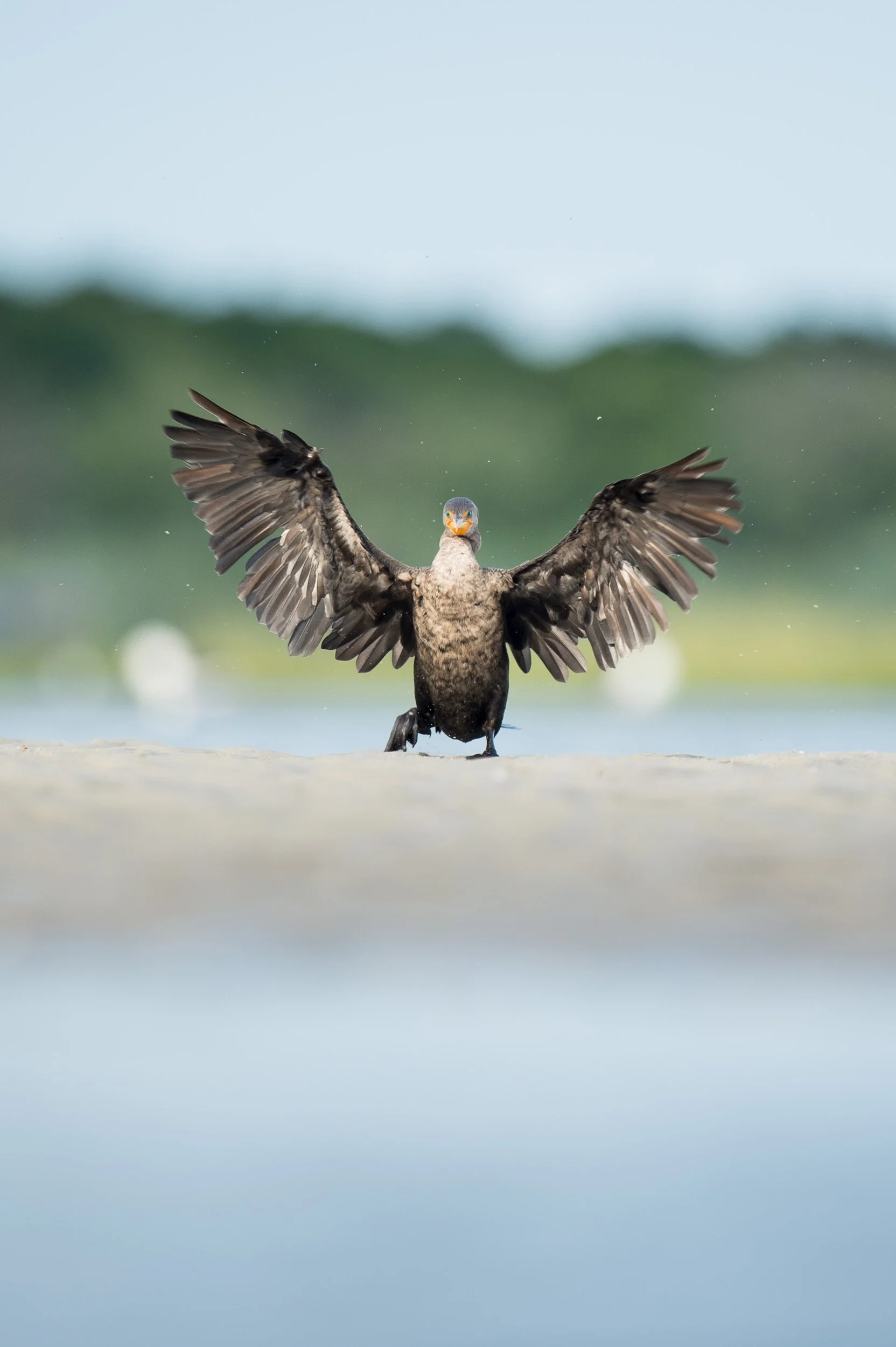 Shorebirds at the Jersey Shore - A Day Outing — Ray Hennessy Wildlife
