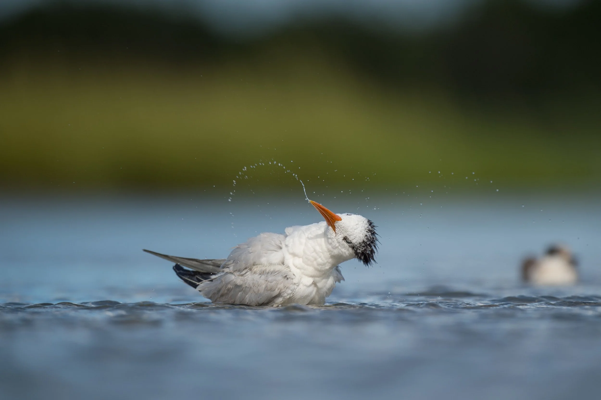 Shorebirds at the Jersey Shore - A Day Outing — Ray Hennessy Wildlife