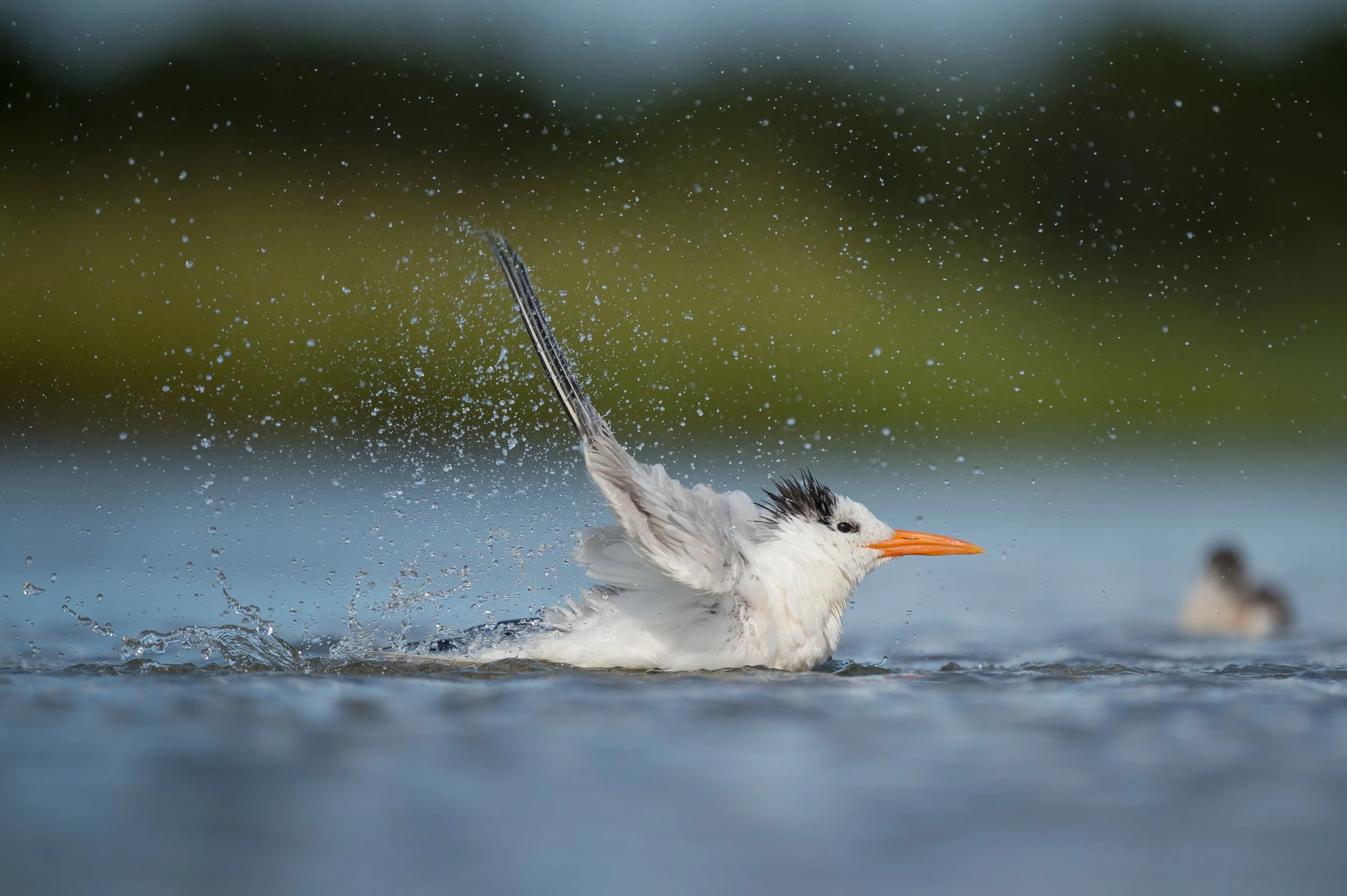 Shorebirds at the Jersey Shore - A Day Outing — Ray Hennessy Wildlife