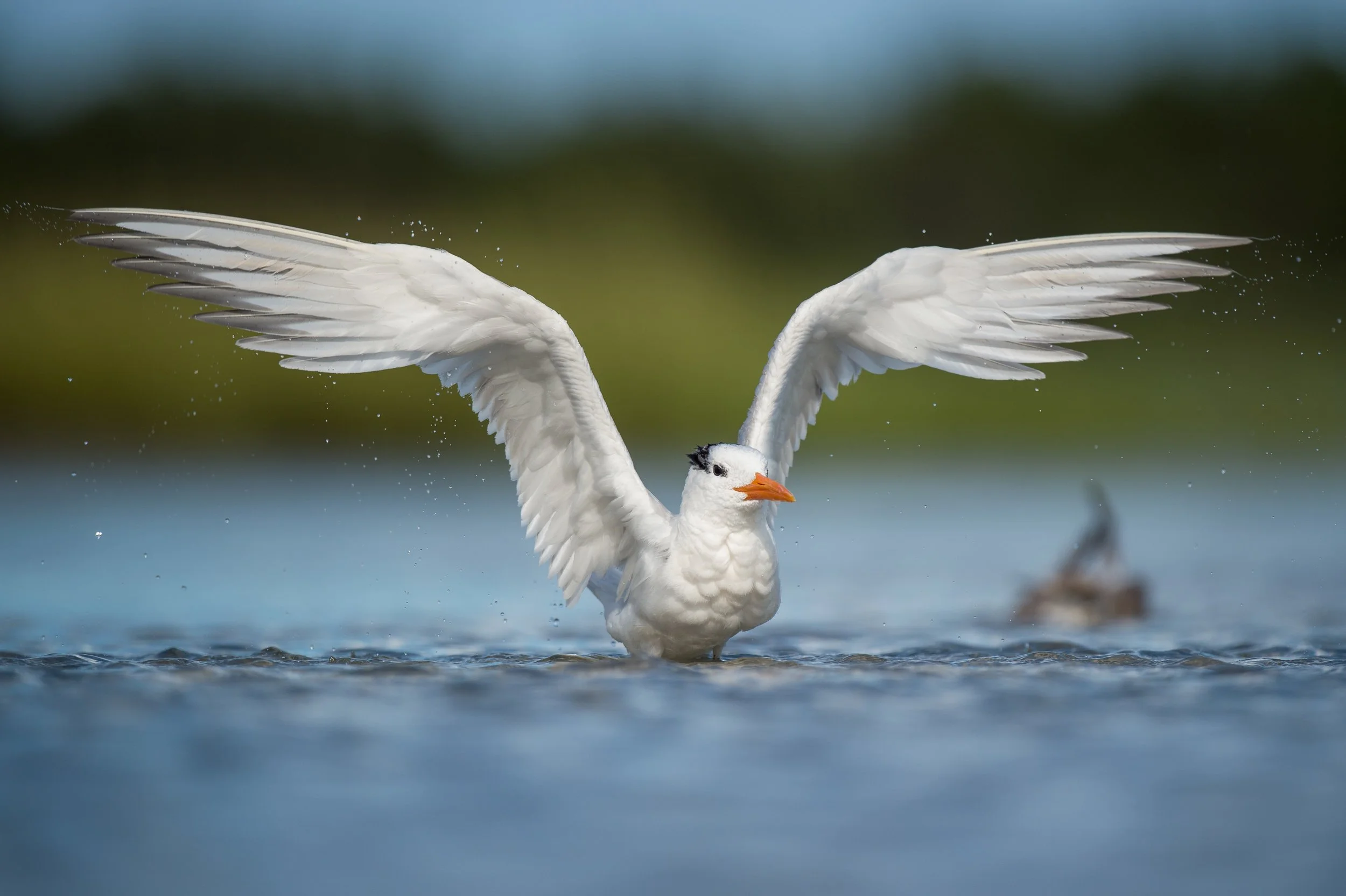 Shorebirds at the Jersey Shore - A Day Outing — Ray Hennessy Wildlife