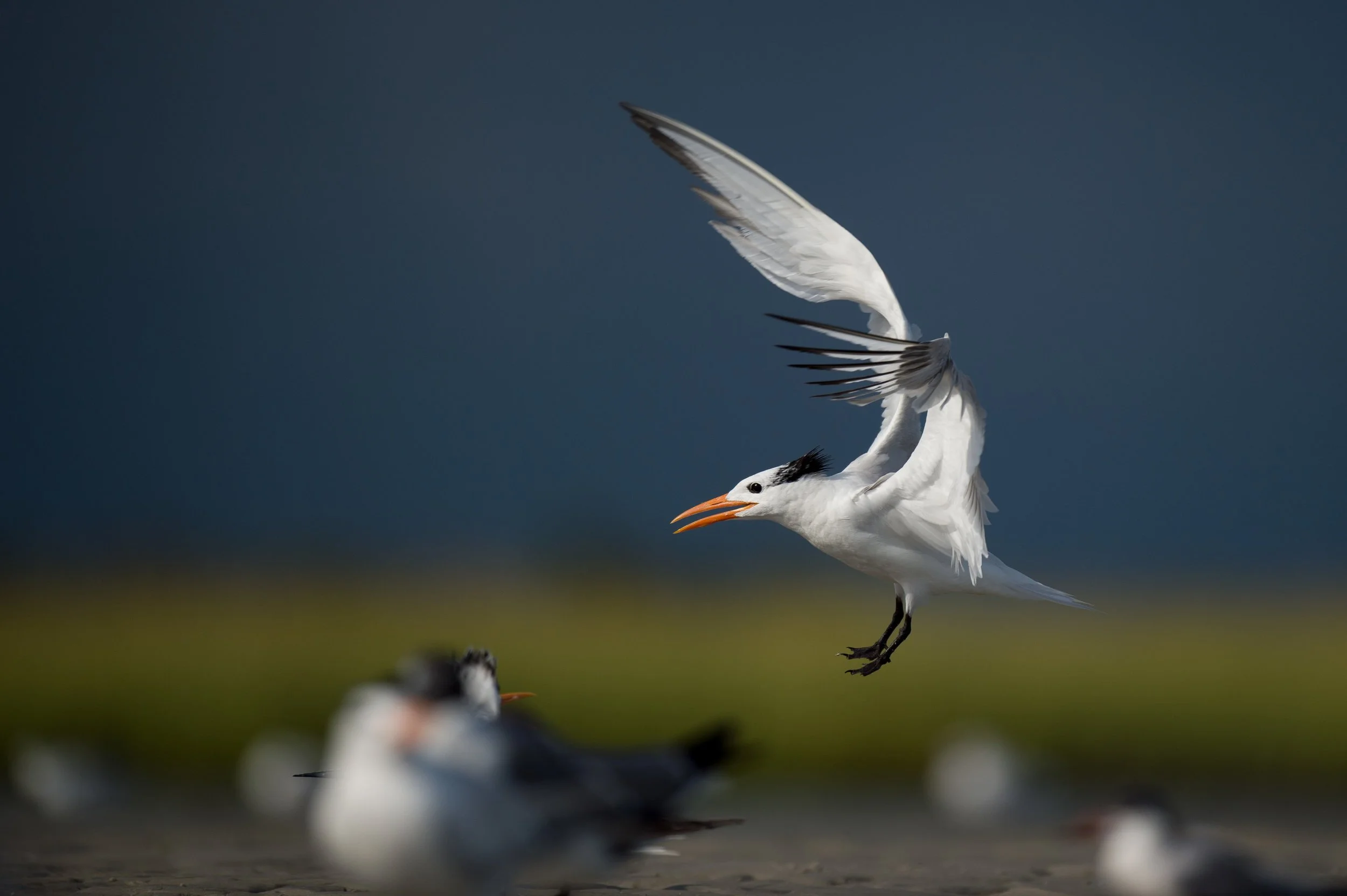 Shorebirds at the Jersey Shore - A Day Outing — Ray Hennessy Wildlife