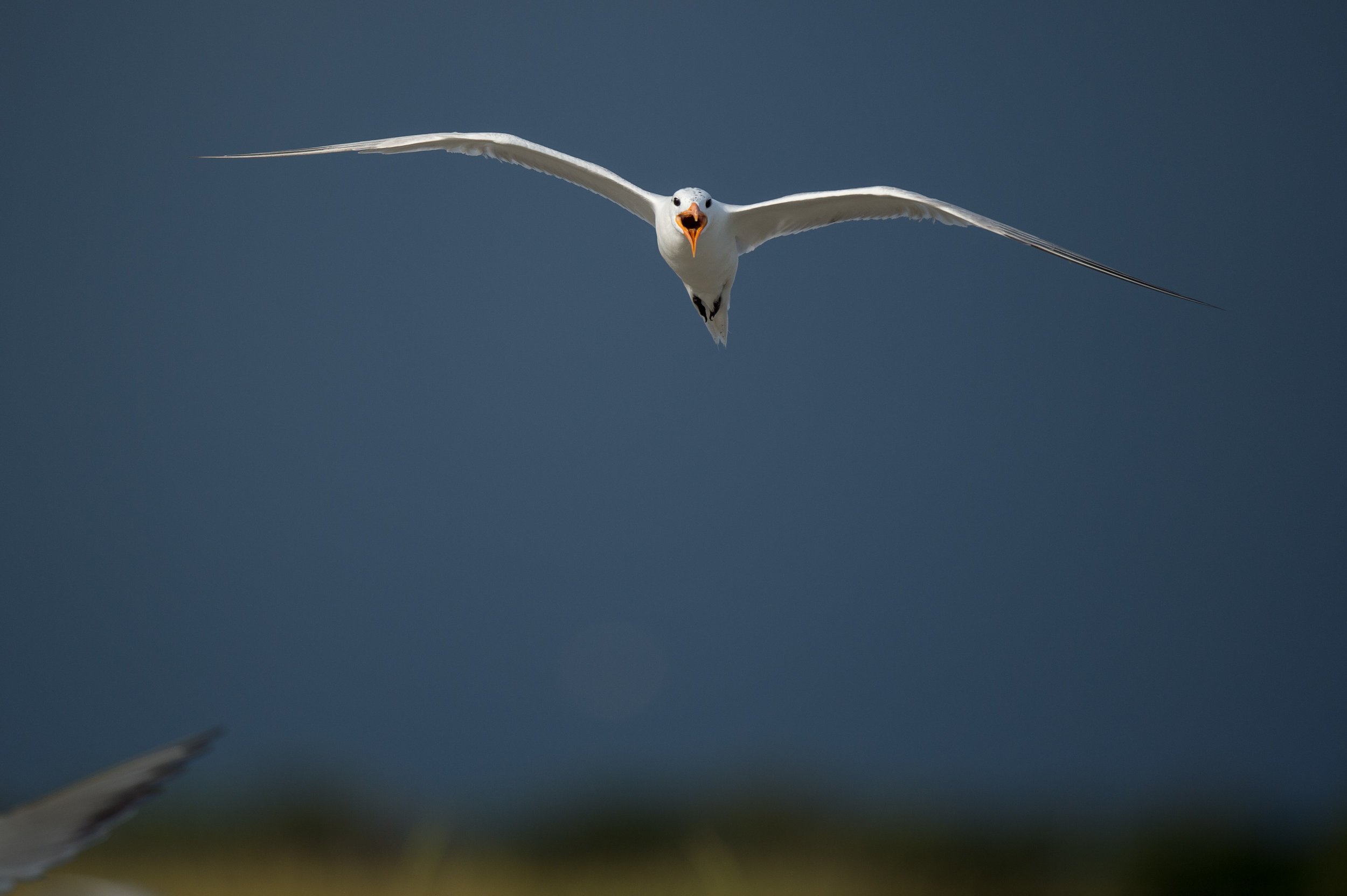 Shorebirds at the Jersey Shore - A Day Outing — Ray Hennessy Wildlife