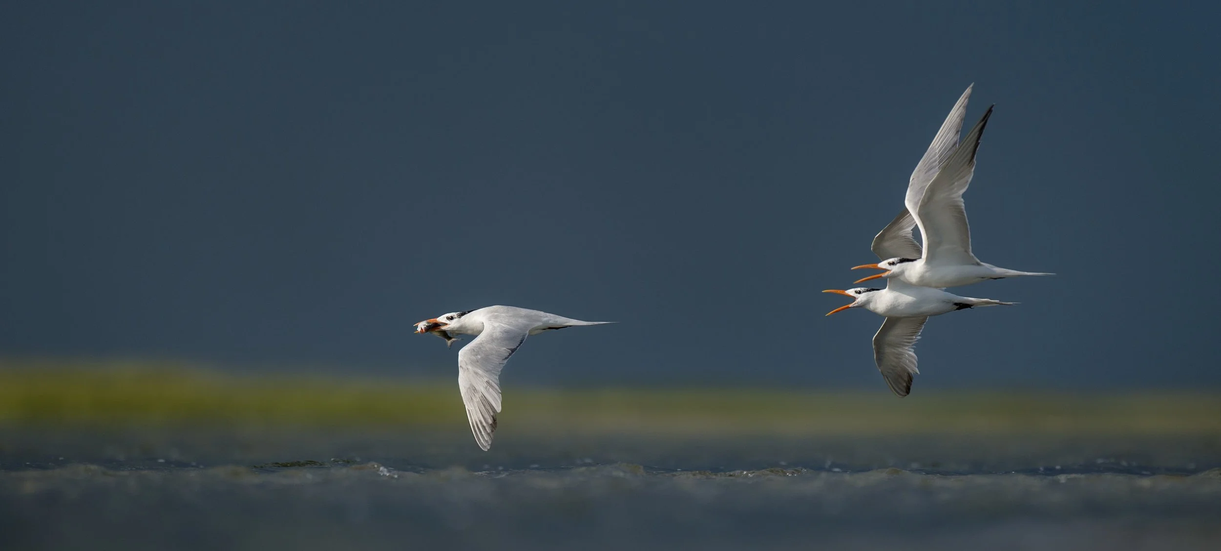 Shorebirds at the Jersey Shore - A Day Outing — Ray Hennessy Wildlife
