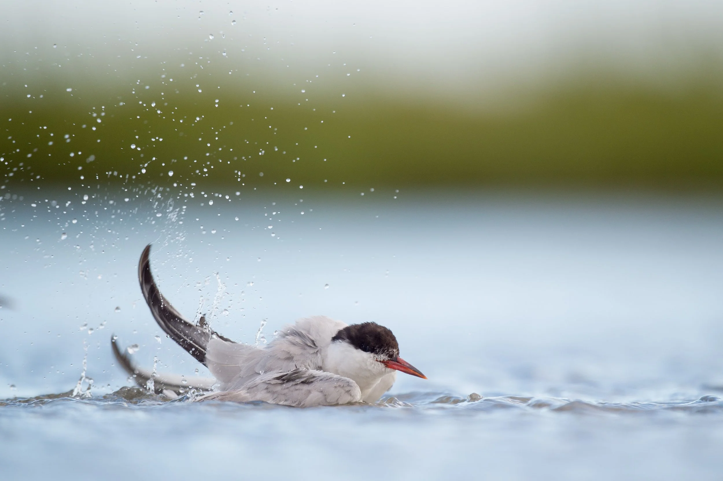 Shorebirds at the Jersey Shore - A Day Outing — Ray Hennessy Wildlife