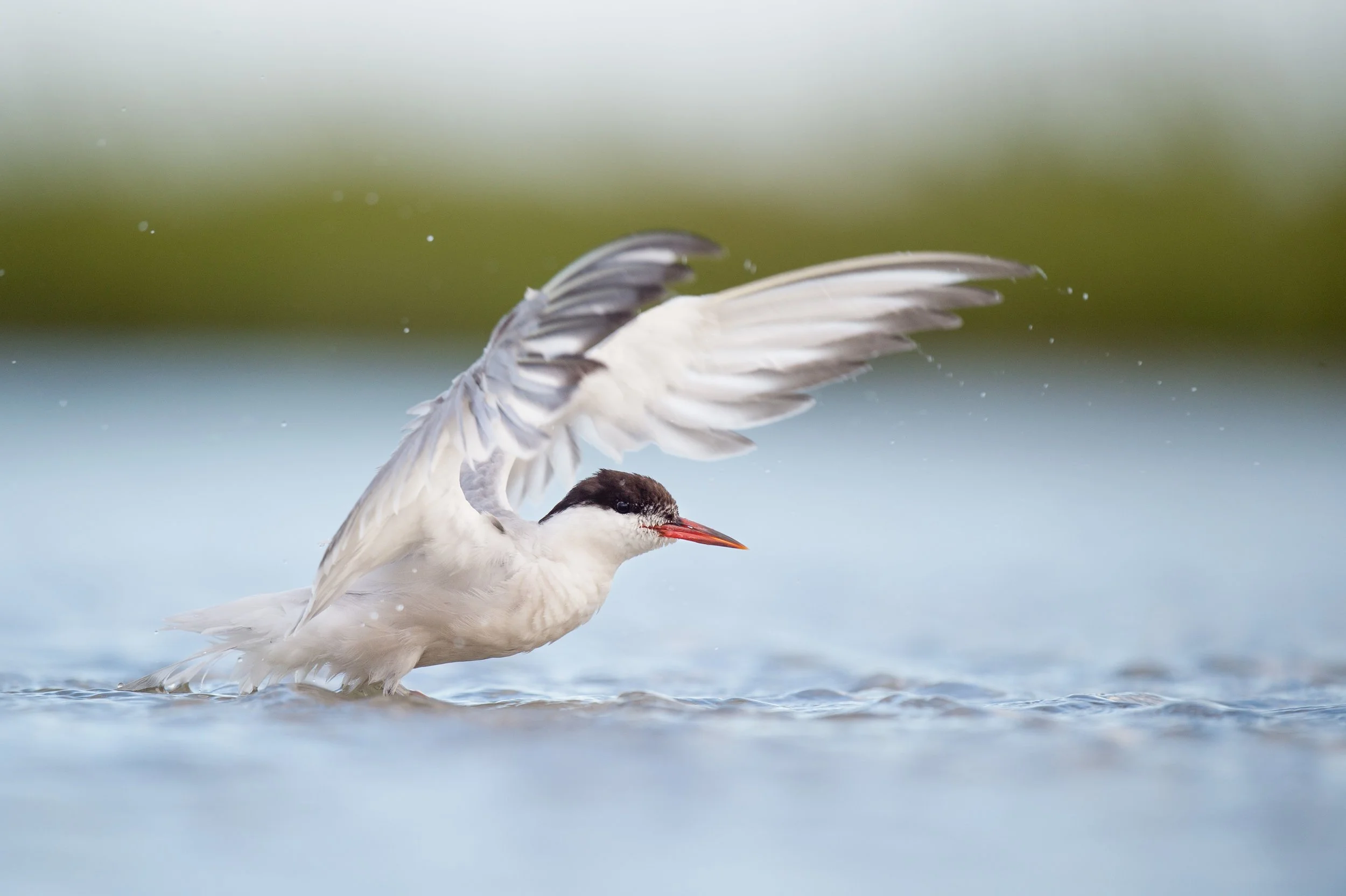 Shorebirds at the Jersey Shore - A Day Outing — Ray Hennessy Wildlife