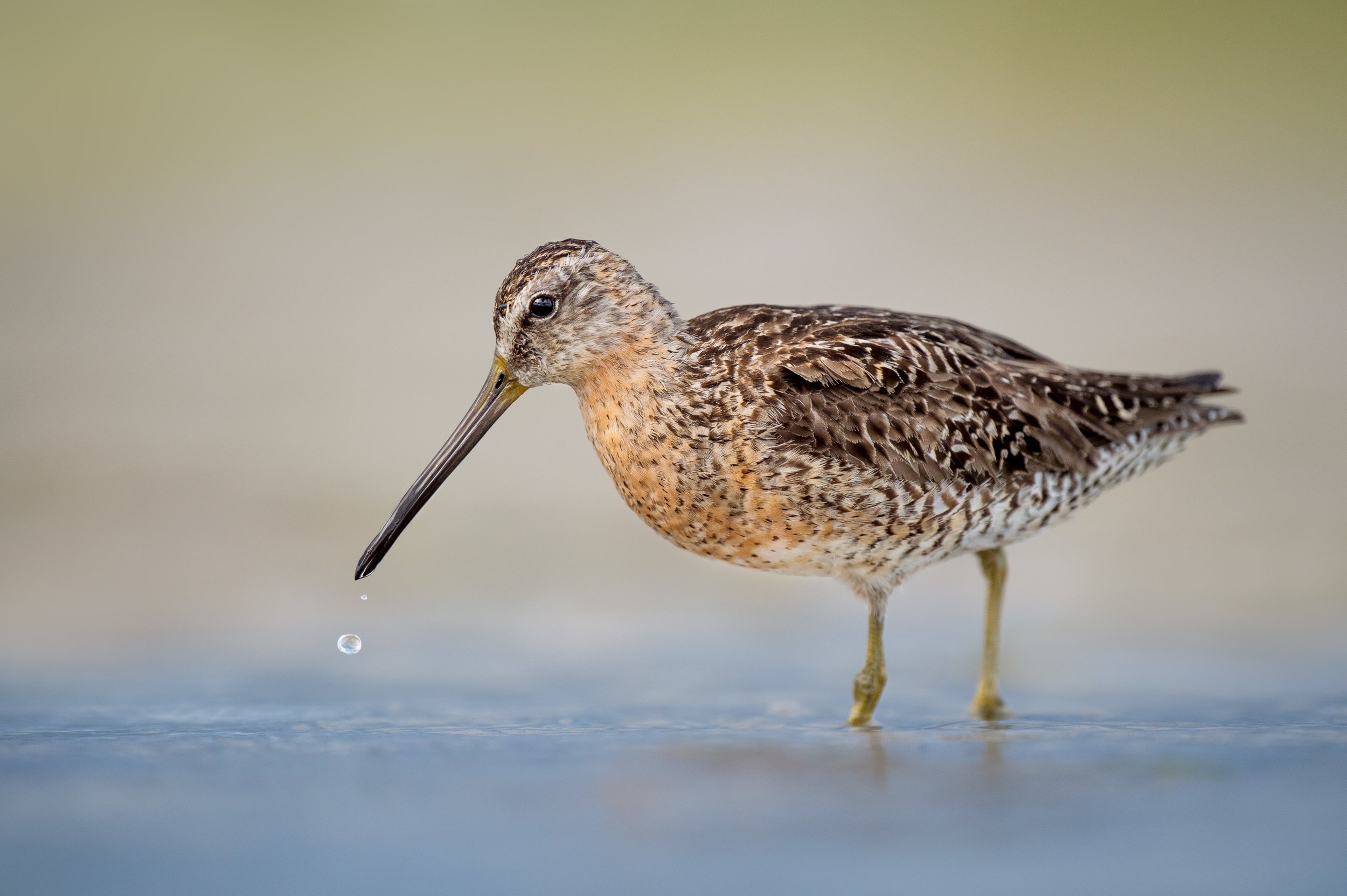 Shorebirds at the Jersey Shore - A Day Outing — Ray Hennessy Wildlife