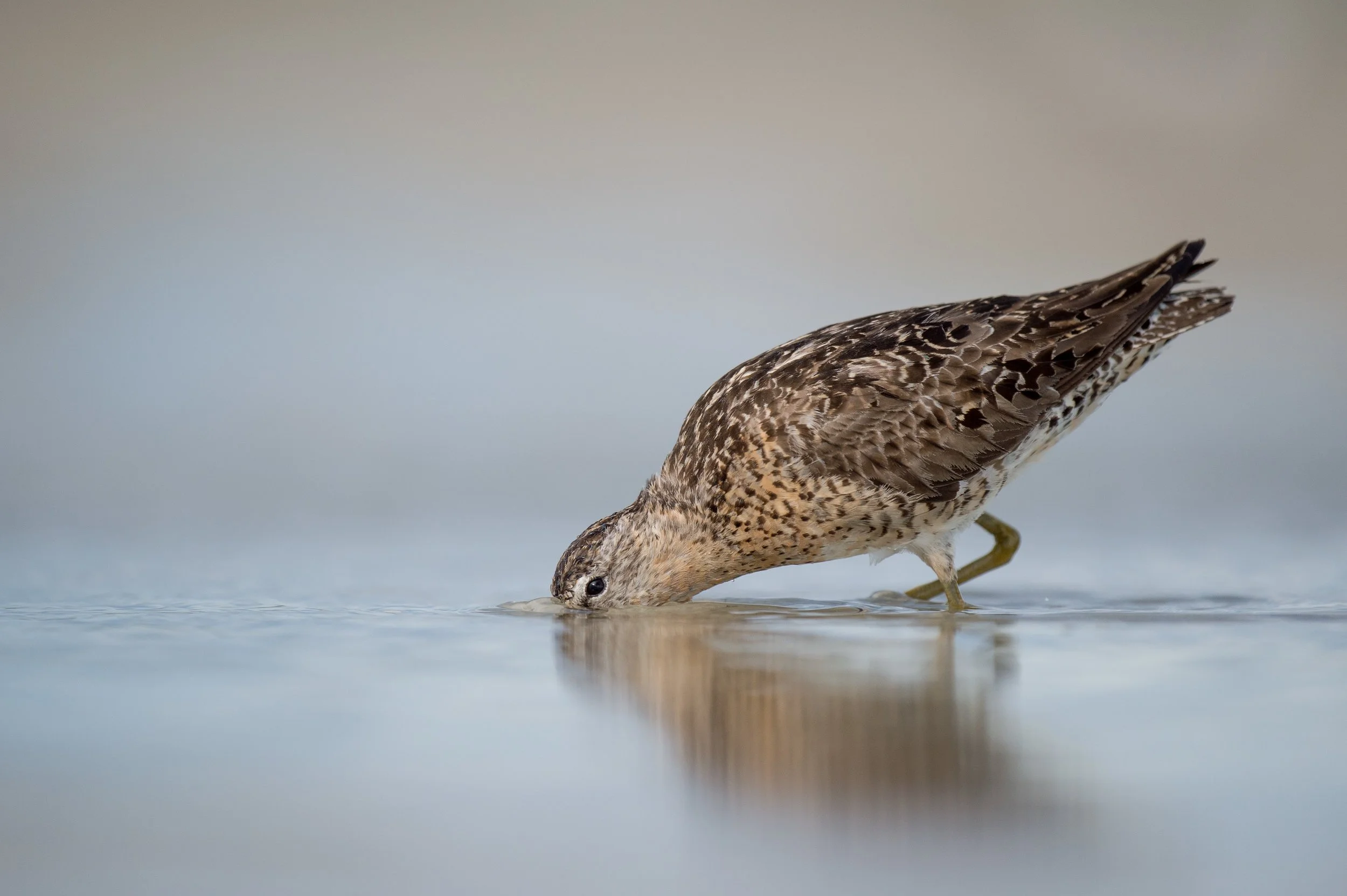 Shorebirds at the Jersey Shore - A Day Outing — Ray Hennessy Wildlife
