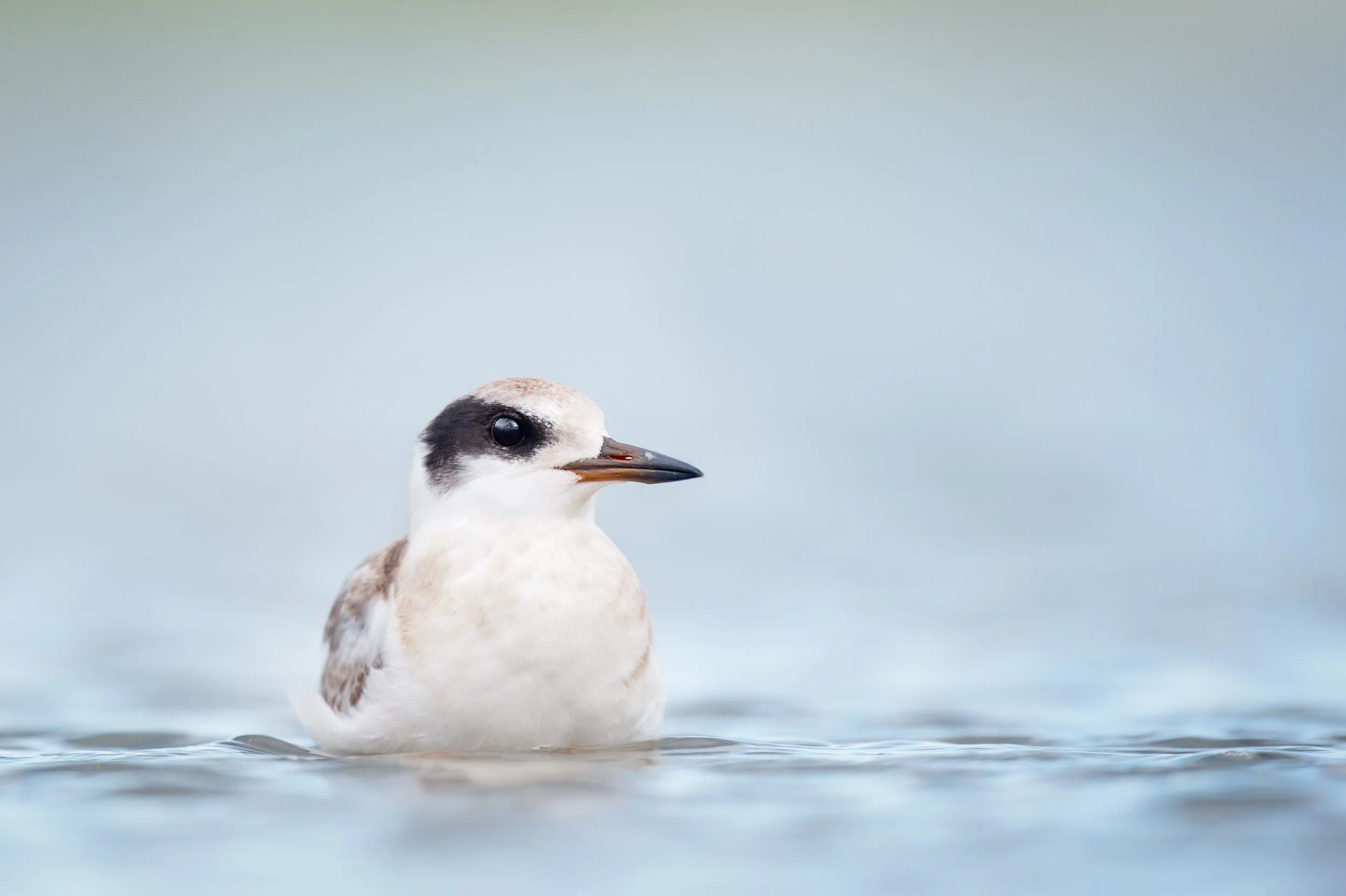 Shorebirds at the Jersey Shore - A Day Outing — Ray Hennessy Wildlife
