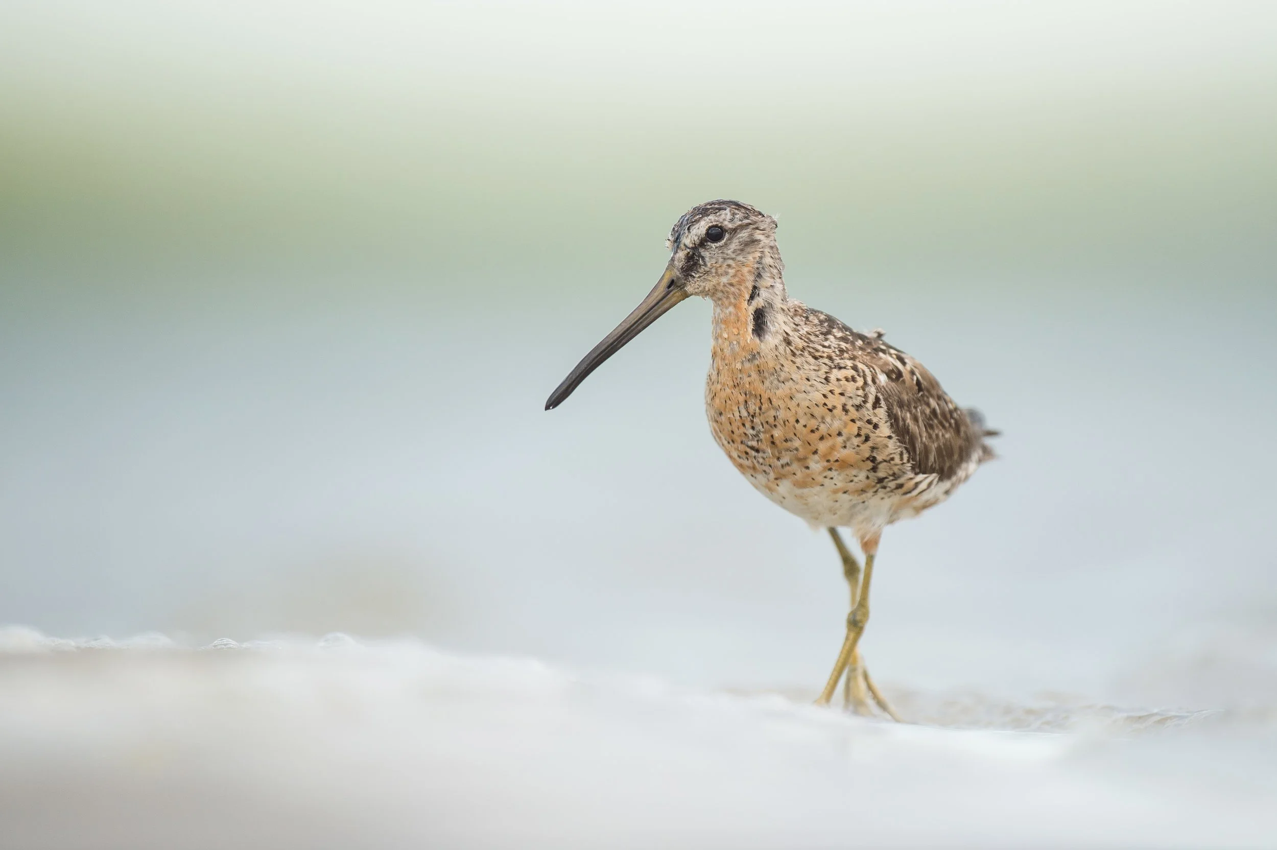 Shorebirds at the Jersey Shore - A Day Outing — Ray Hennessy Wildlife