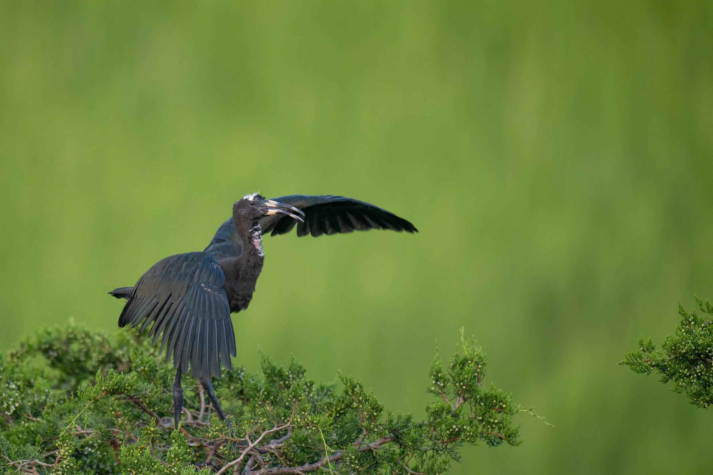 Ocean City Rookery - A Day Outing — Ray Hennessy Wildlife