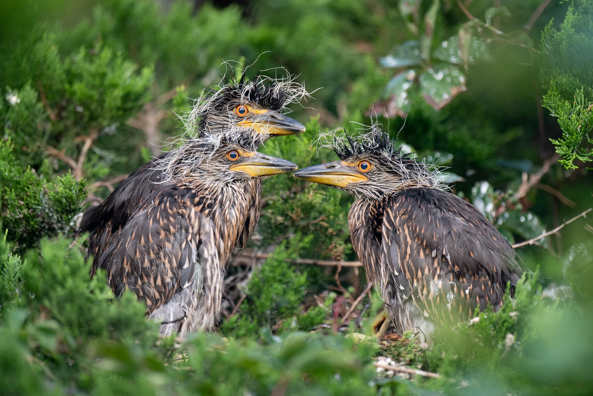 Ocean City Rookery - A Day Outing — Ray Hennessy Wildlife