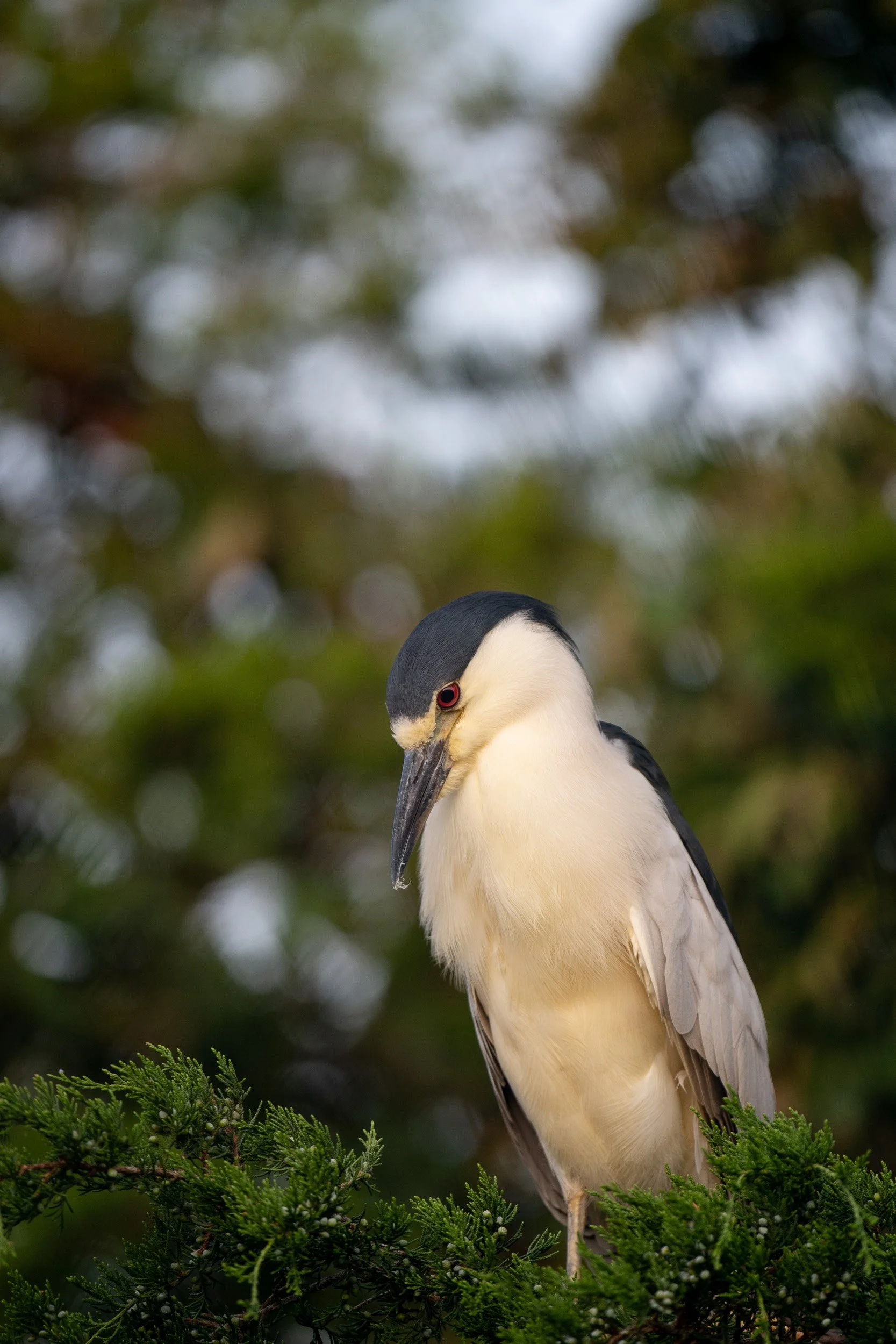Ocean City Rookery - A Day Outing — Ray Hennessy Wildlife