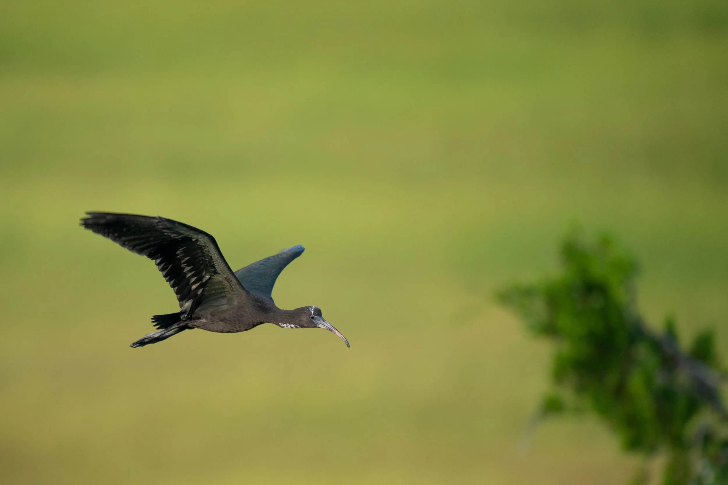 Ocean City Rookery - A Day Outing — Ray Hennessy Wildlife