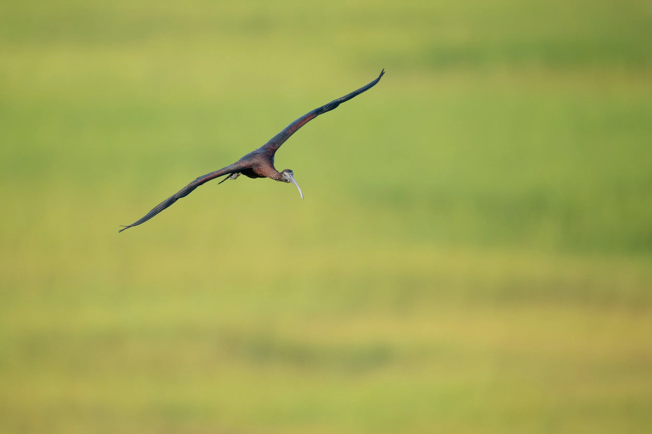 Ocean City Rookery - A Day Outing — Ray Hennessy Wildlife
