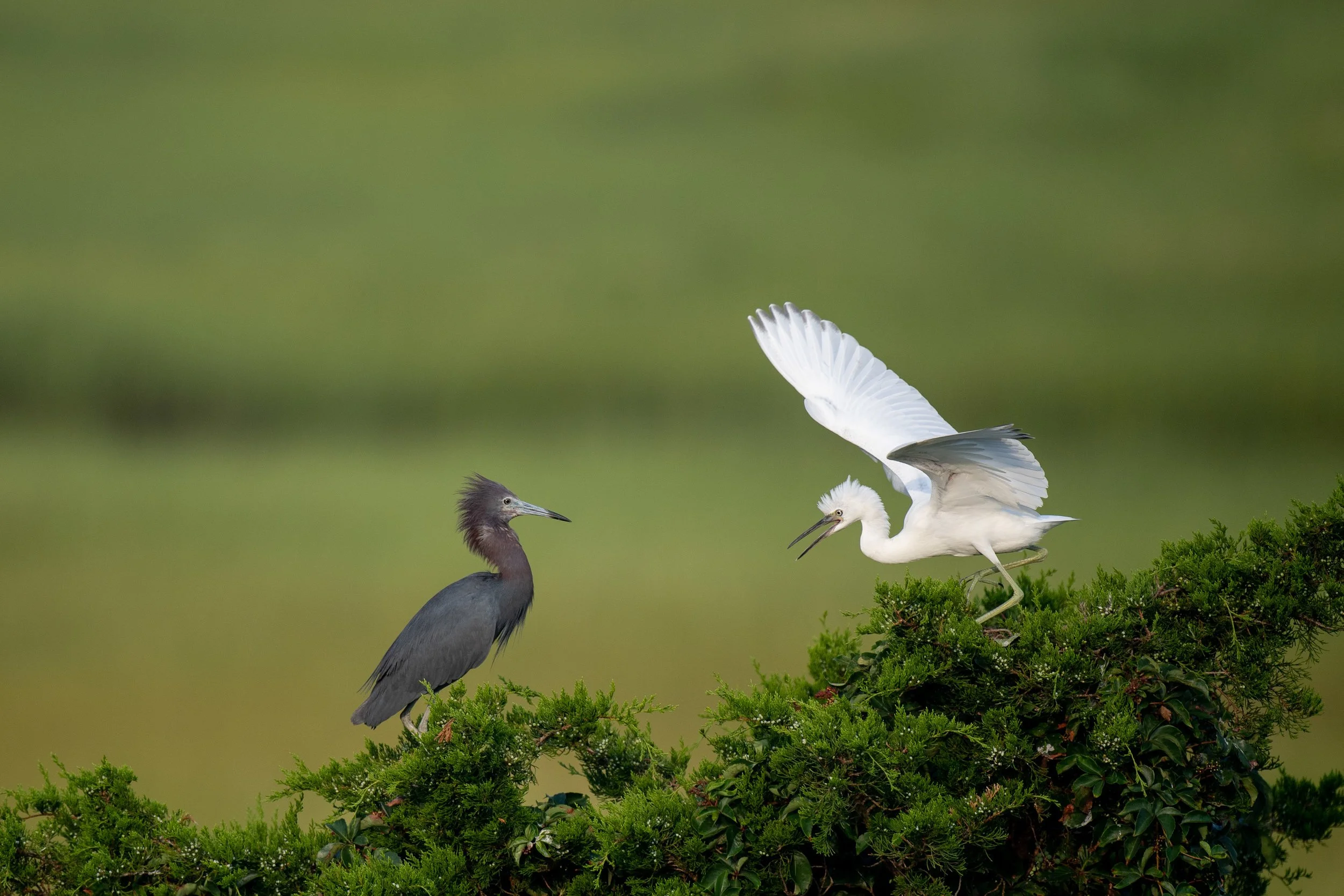 Ocean City Rookery - A Day Outing — Ray Hennessy Wildlife