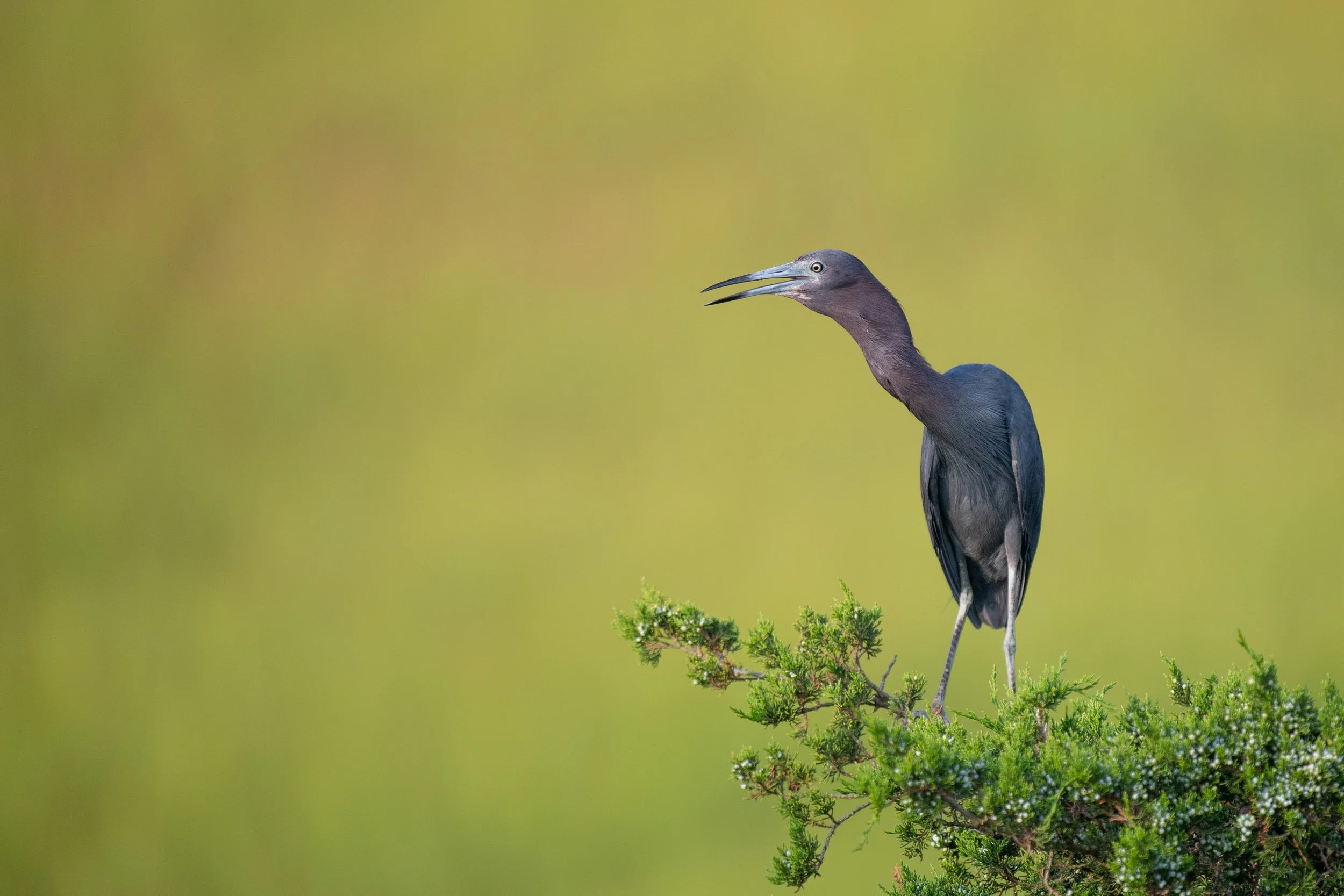 Ocean City Rookery - A Day Outing — Ray Hennessy Wildlife