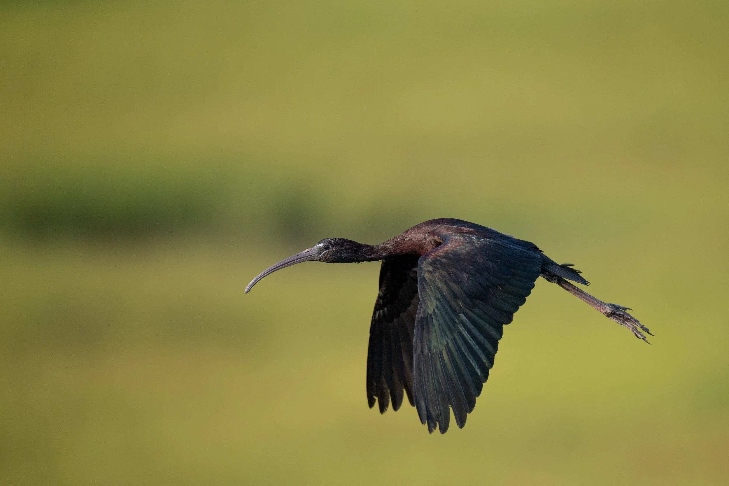 Ocean City Rookery - A Day Outing — Ray Hennessy Wildlife