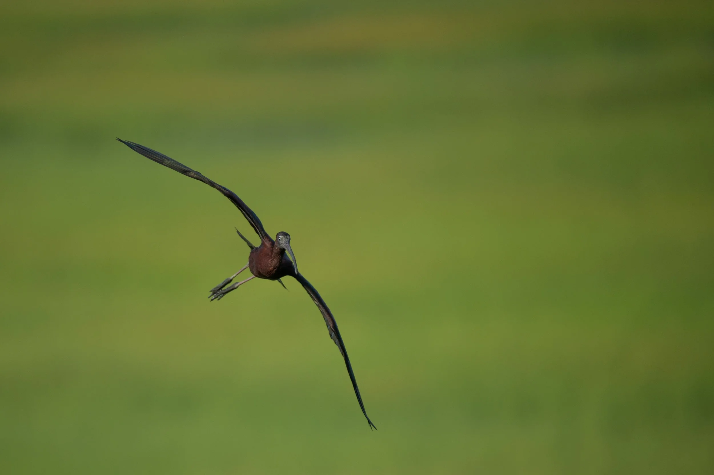 Ocean City Rookery - A Day Outing — Ray Hennessy Wildlife