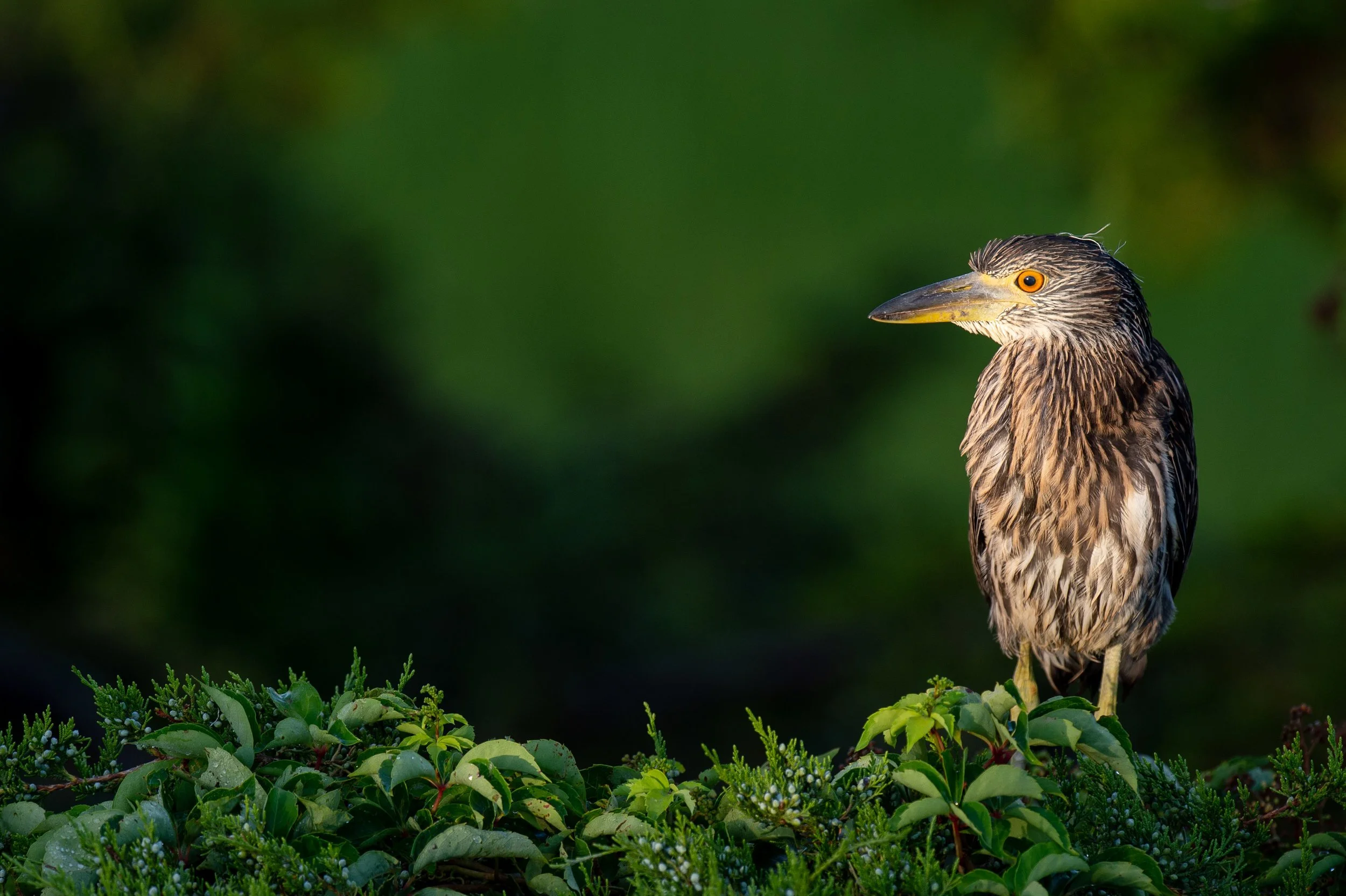 Ocean City Rookery - A Day Outing — Ray Hennessy Wildlife
