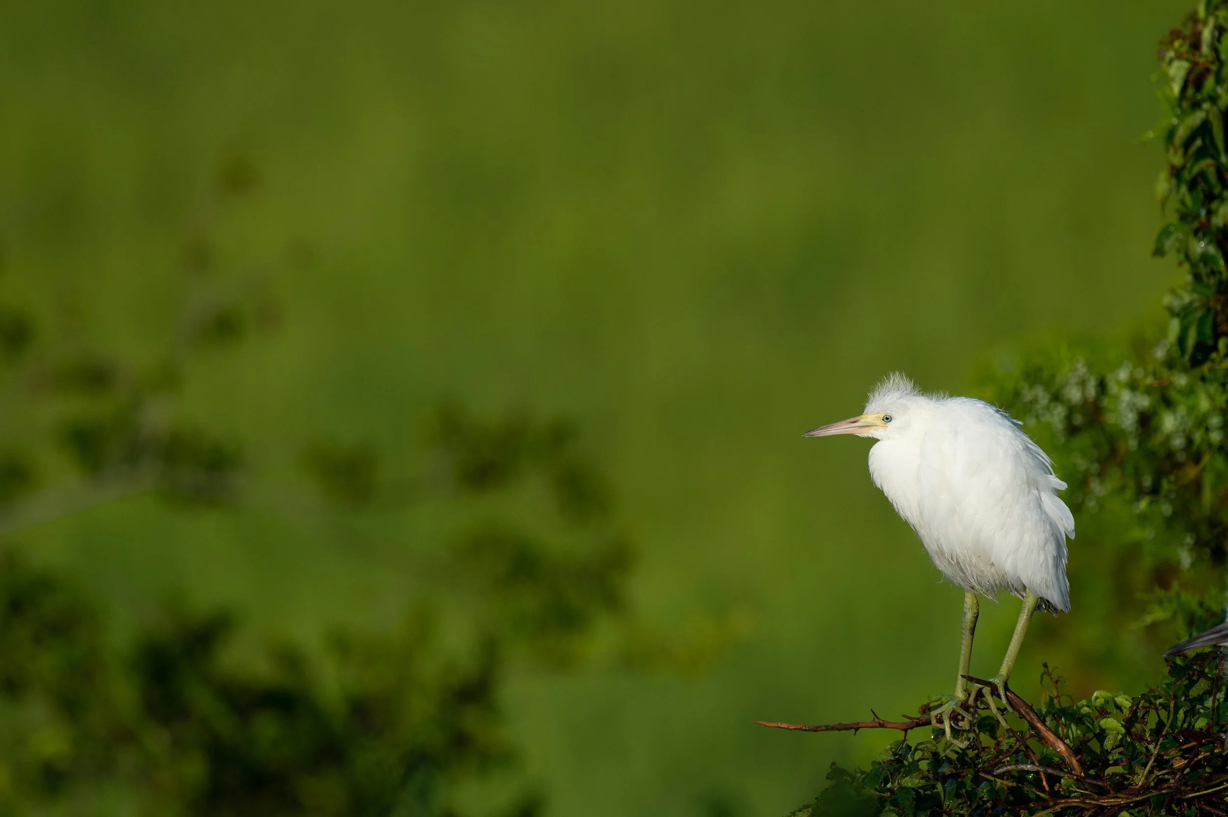 Ocean City Rookery - A Day Outing — Ray Hennessy Wildlife