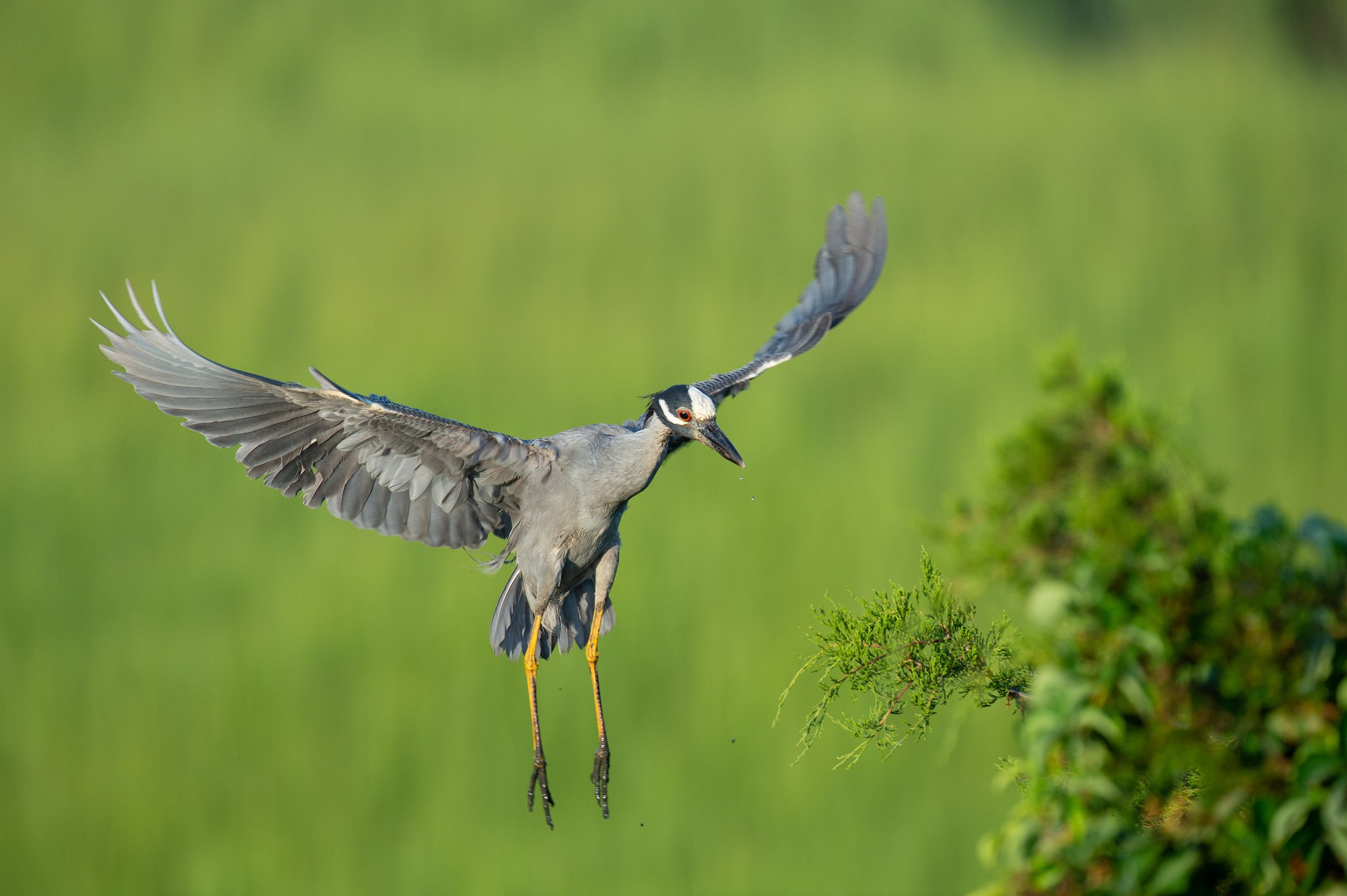Ocean City Rookery - A Day Outing — Ray Hennessy Wildlife