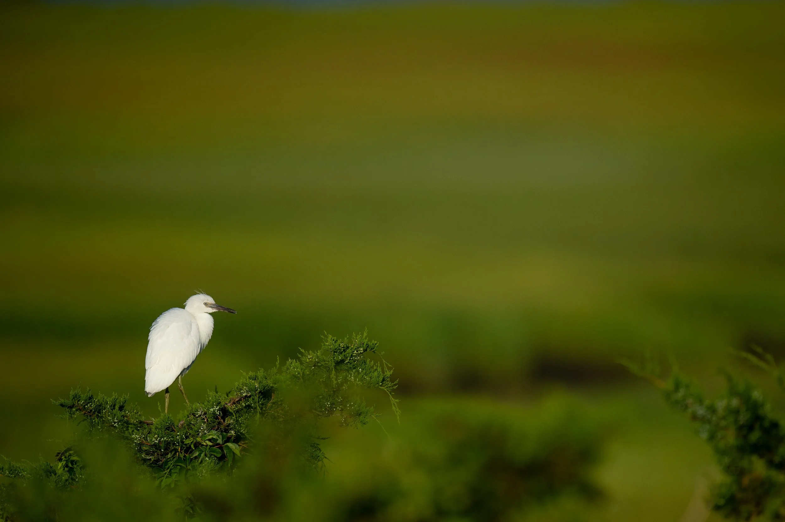 Ocean City Rookery - A Day Outing — Ray Hennessy Wildlife