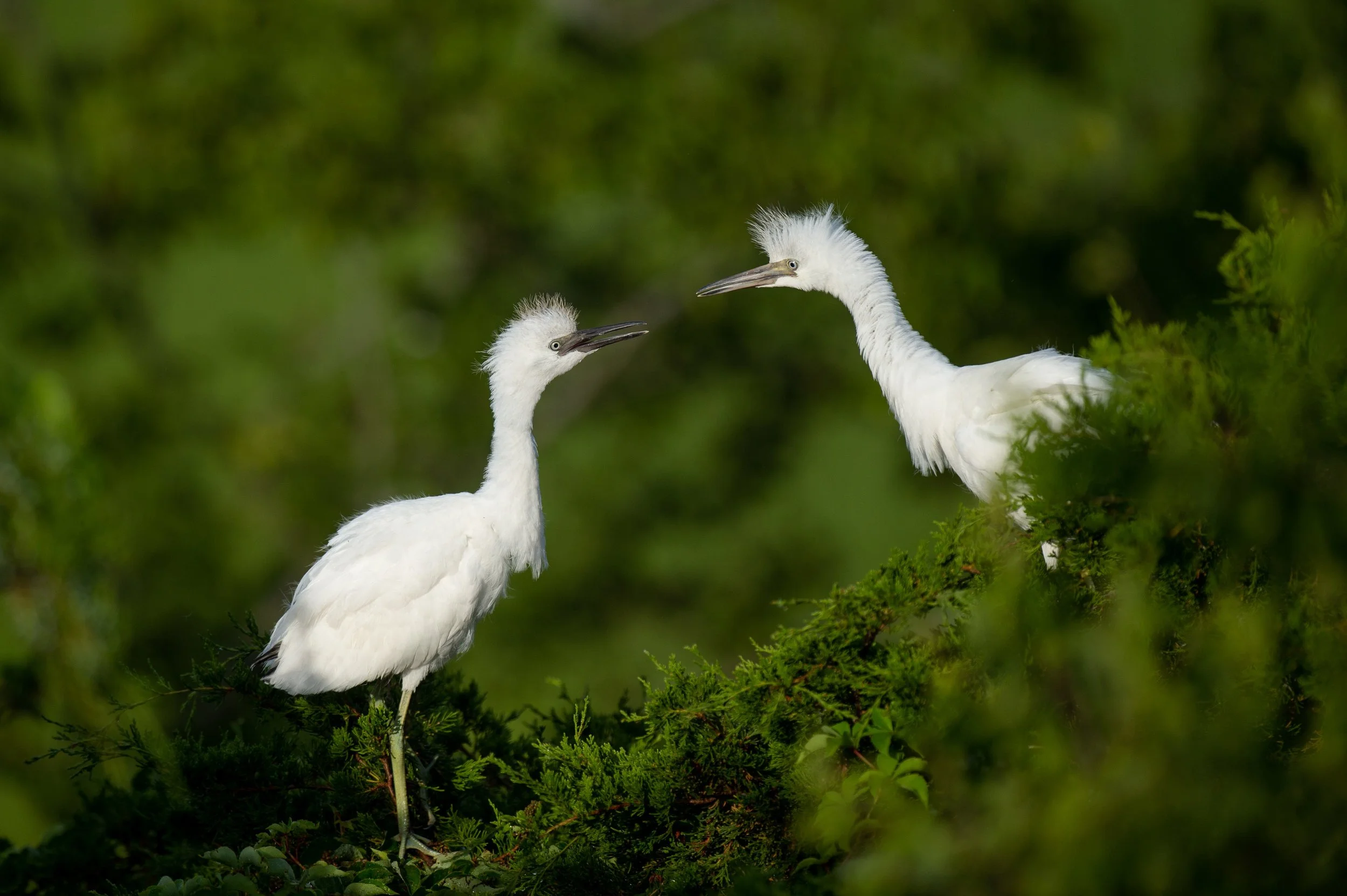 Ocean City Rookery - A Day Outing — Ray Hennessy Wildlife
