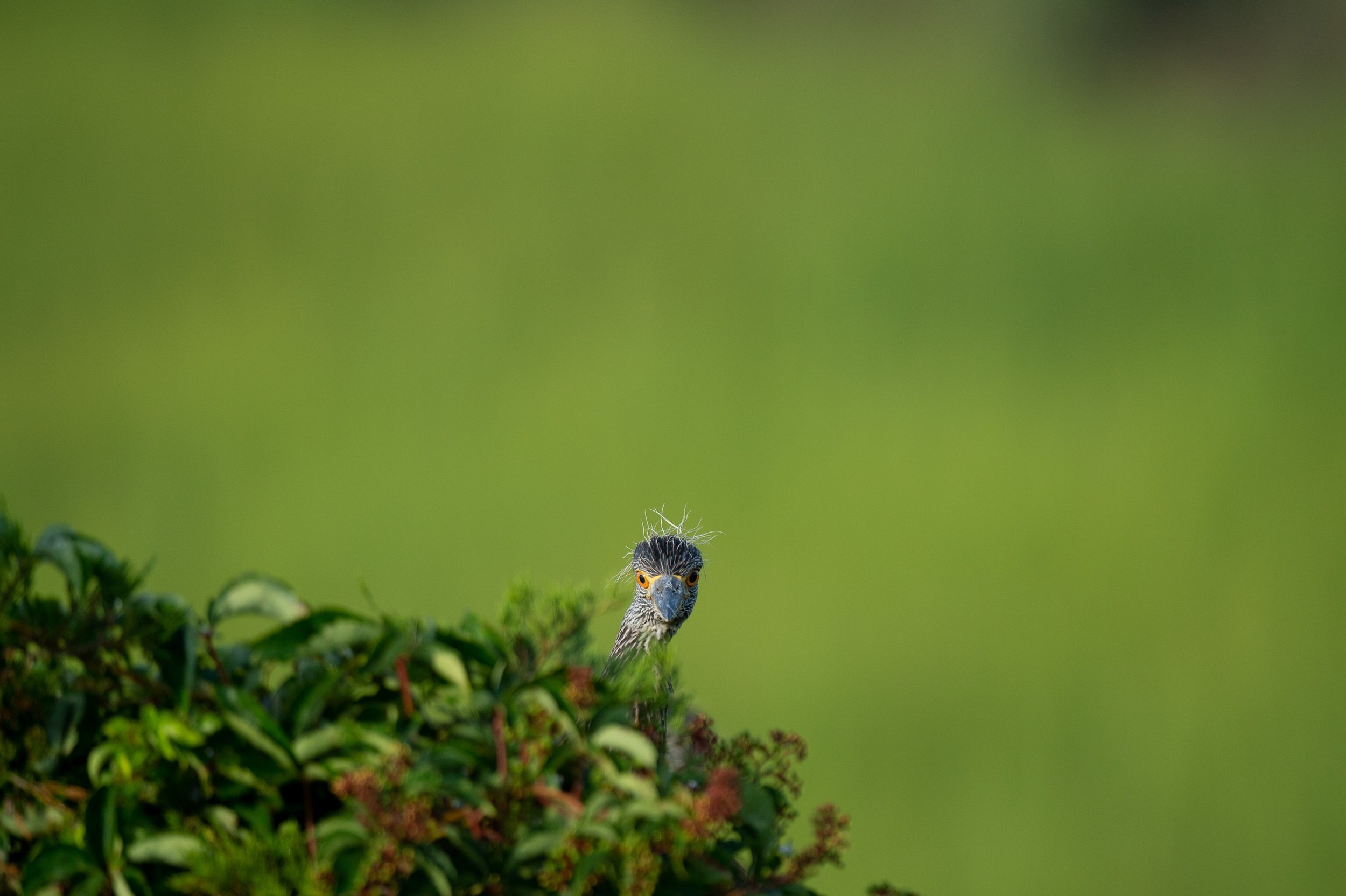 Ocean City Rookery - A Day Outing — Ray Hennessy Wildlife