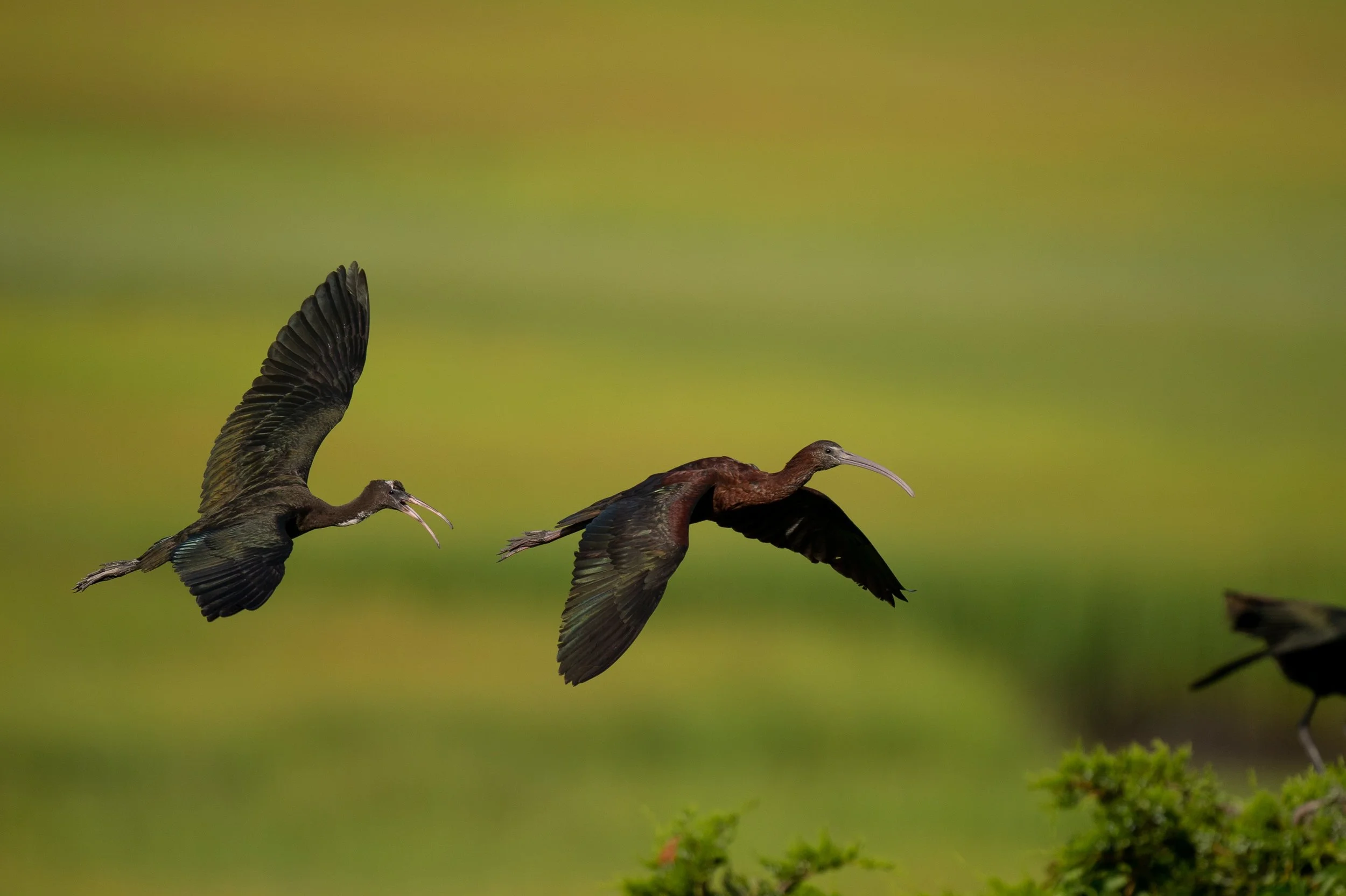 Ocean City Rookery - A Day Outing — Ray Hennessy Wildlife