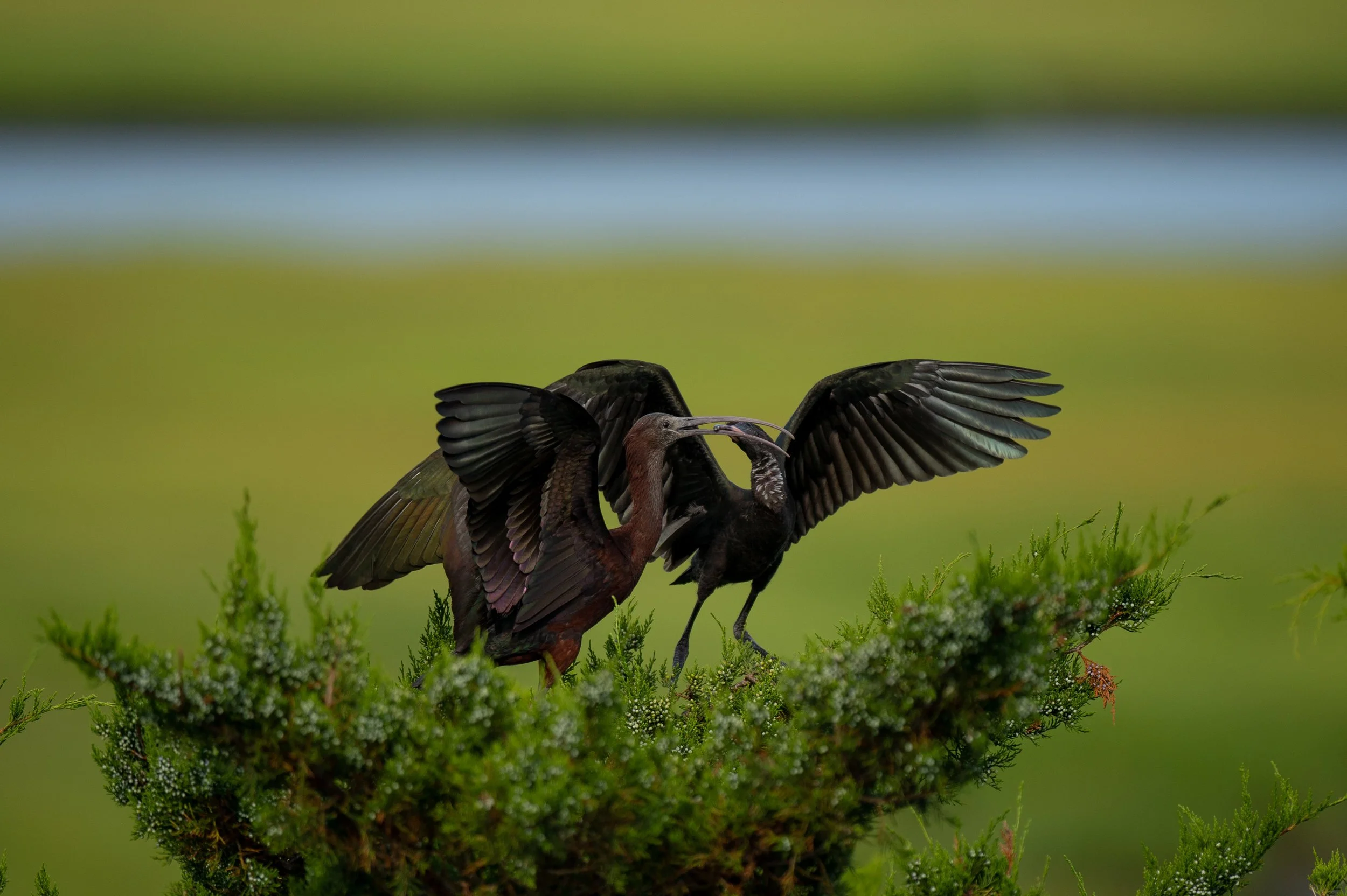 Ocean City Rookery - A Day Outing — Ray Hennessy Wildlife