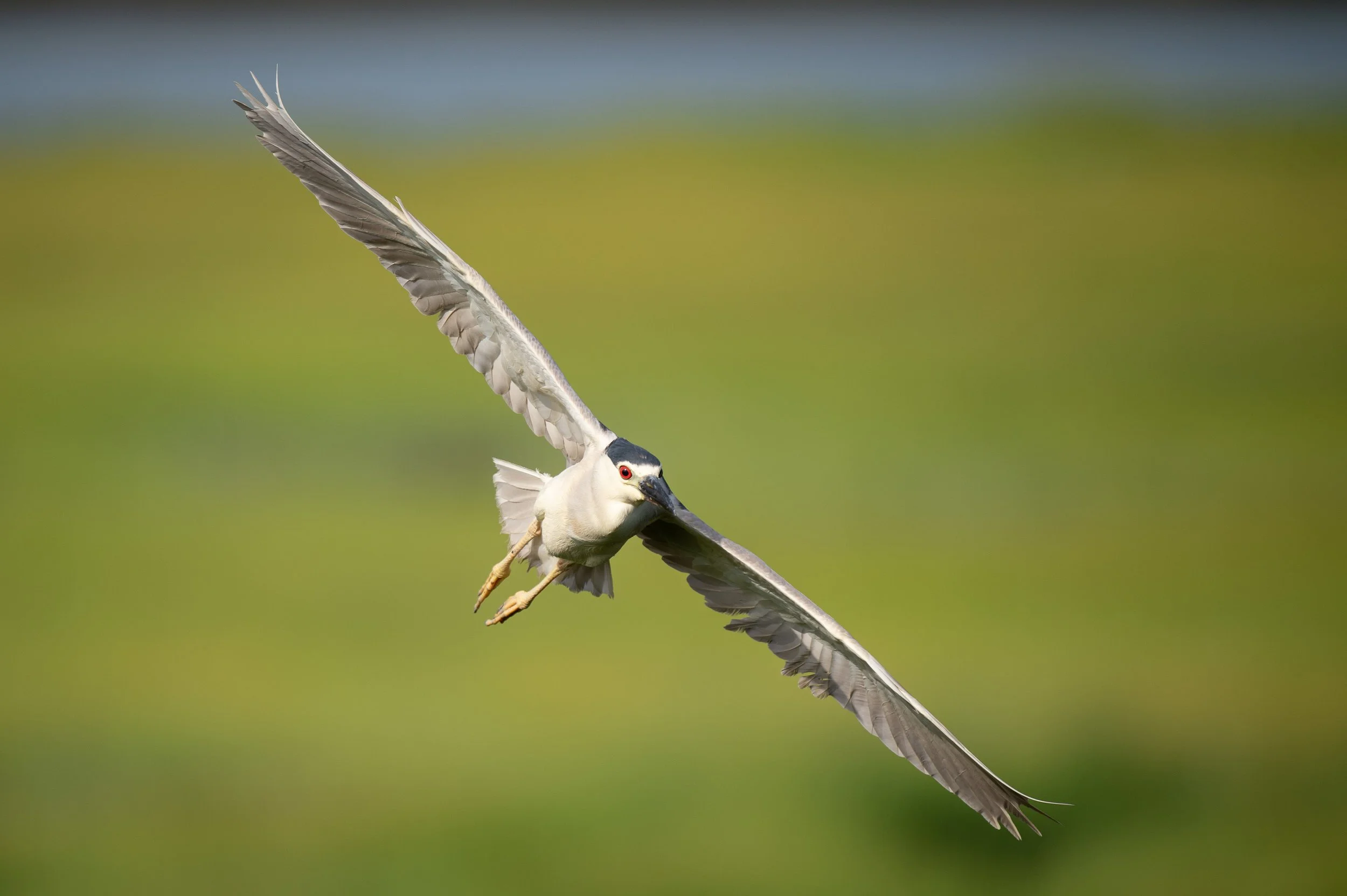 Ocean City Rookery - A Day Outing — Ray Hennessy Wildlife