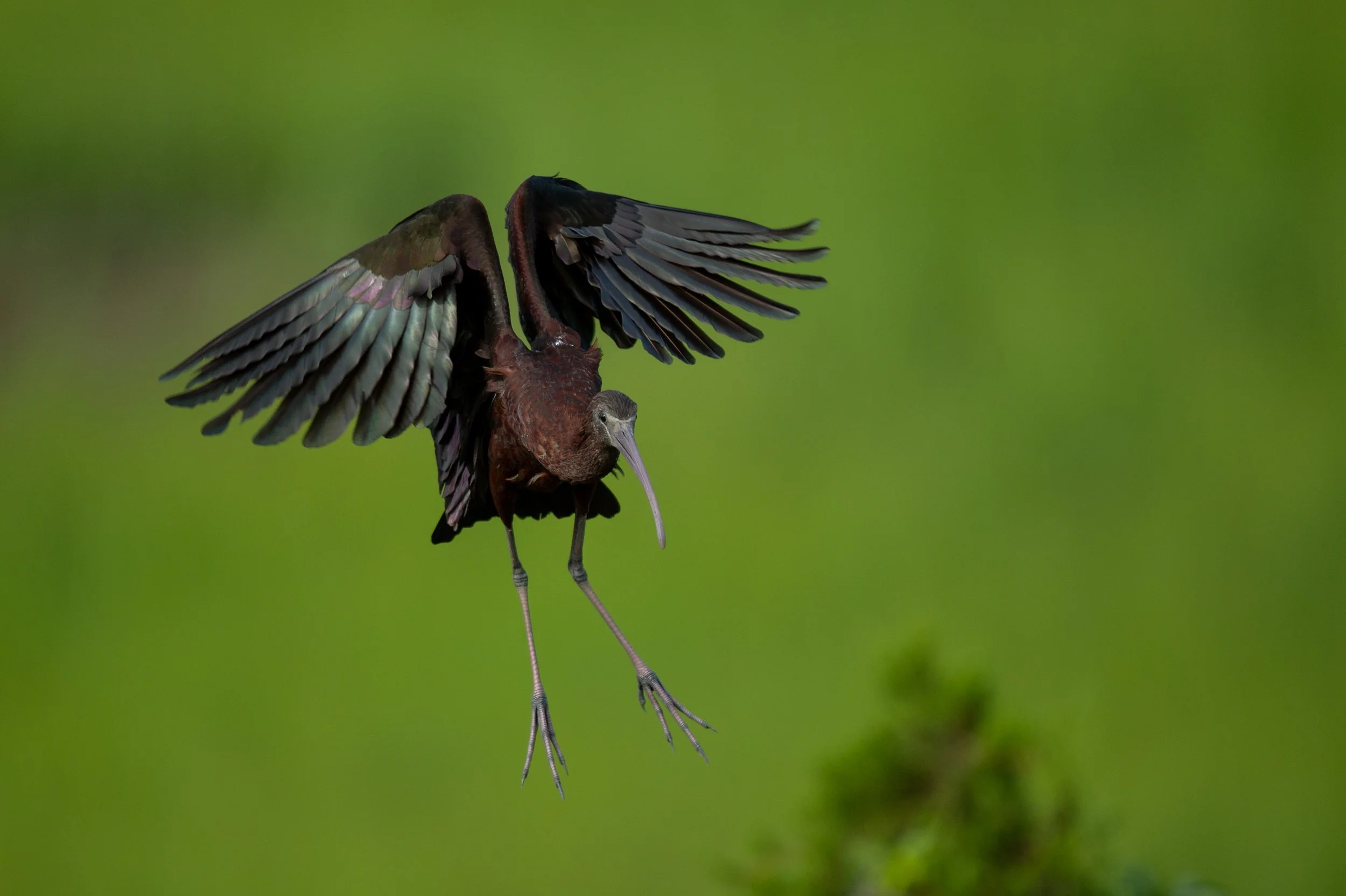 Ocean City Rookery - A Day Outing — Ray Hennessy Wildlife