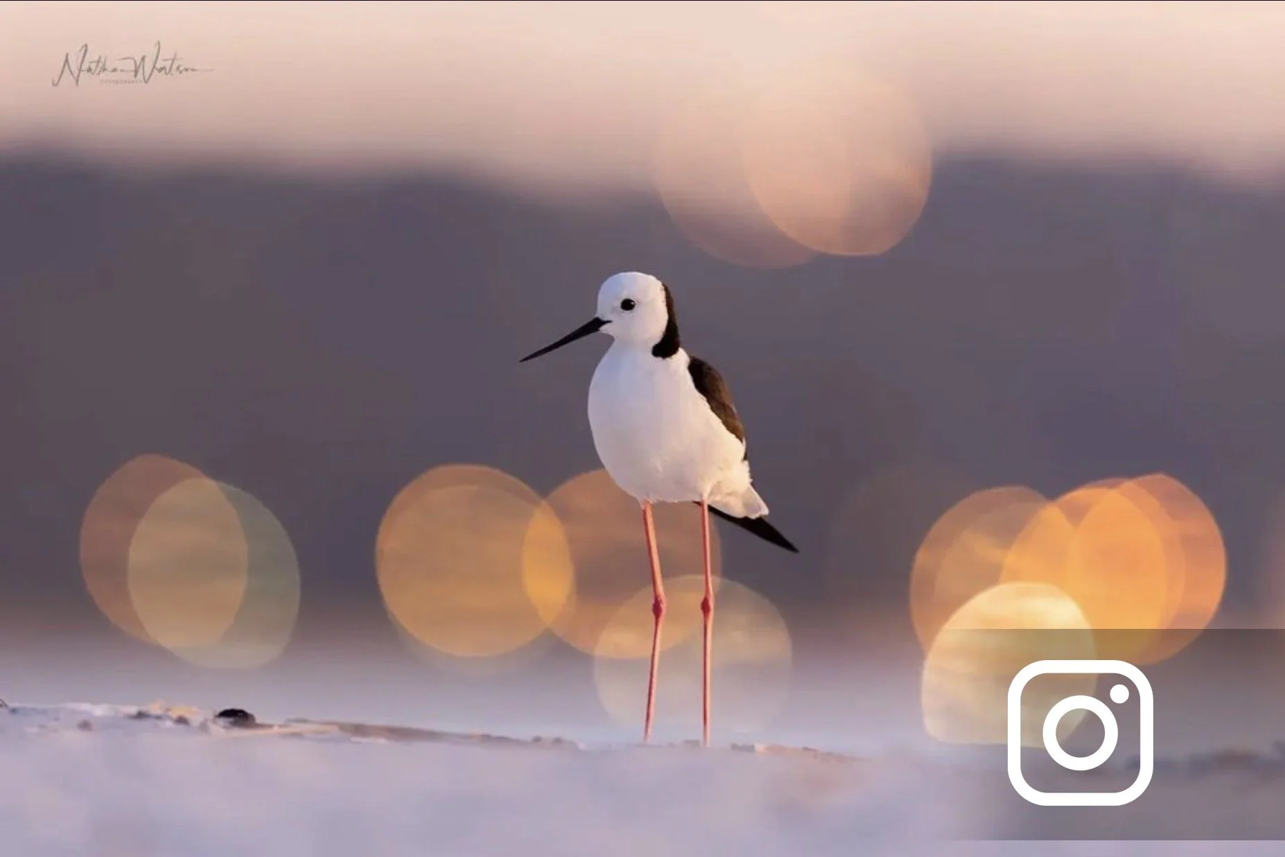 Curated and Shared — Ray Hennessy Wildlife