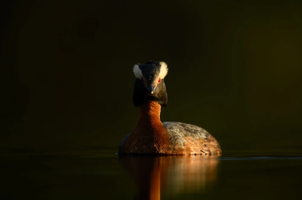 Drama — Ray Hennessy Wildlife