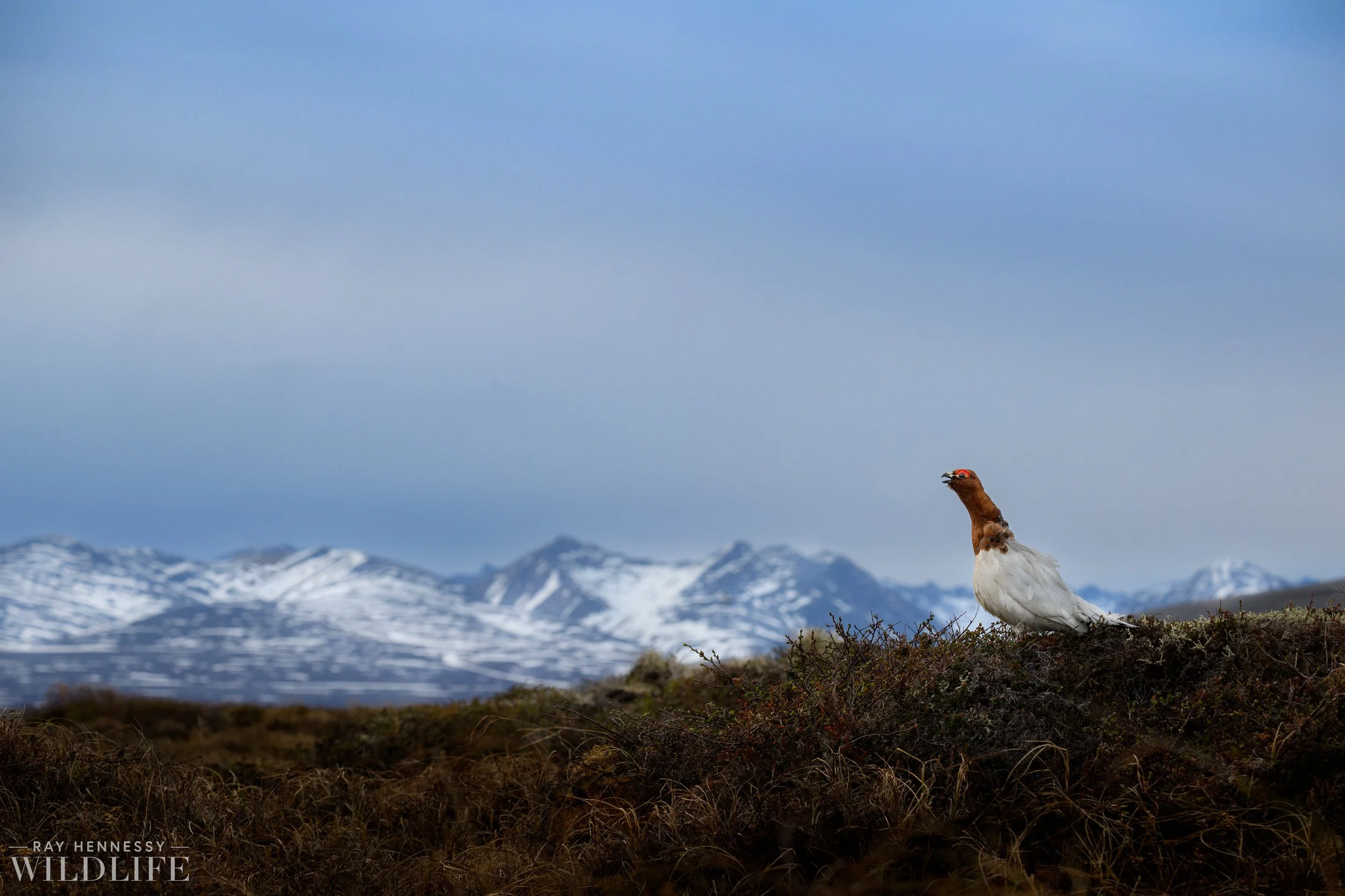 Willow Ptarmigan Calling — Ray Hennessy Wildlife