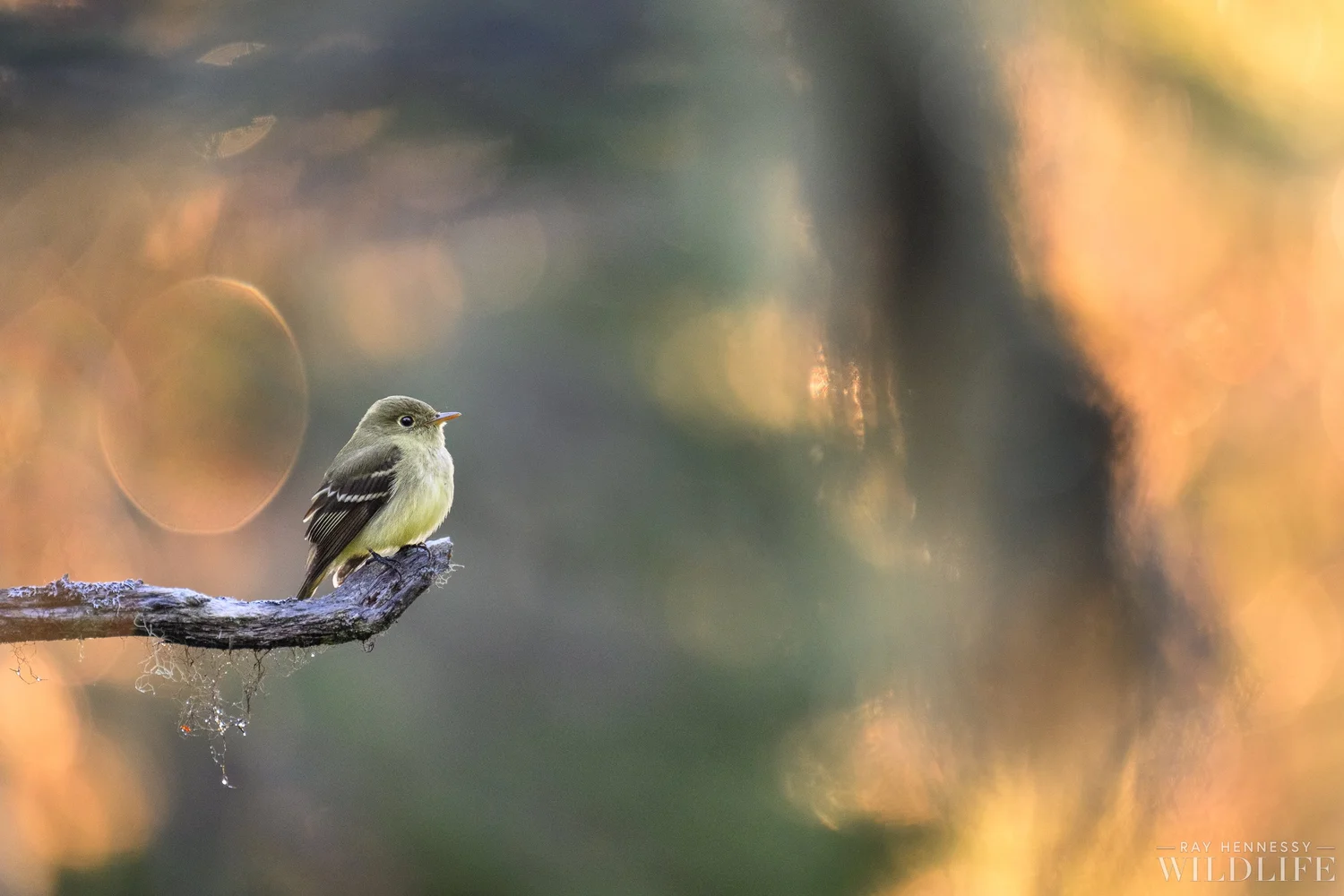 Yellow-bellied Flycatcher — Ray Hennessy Wildlife