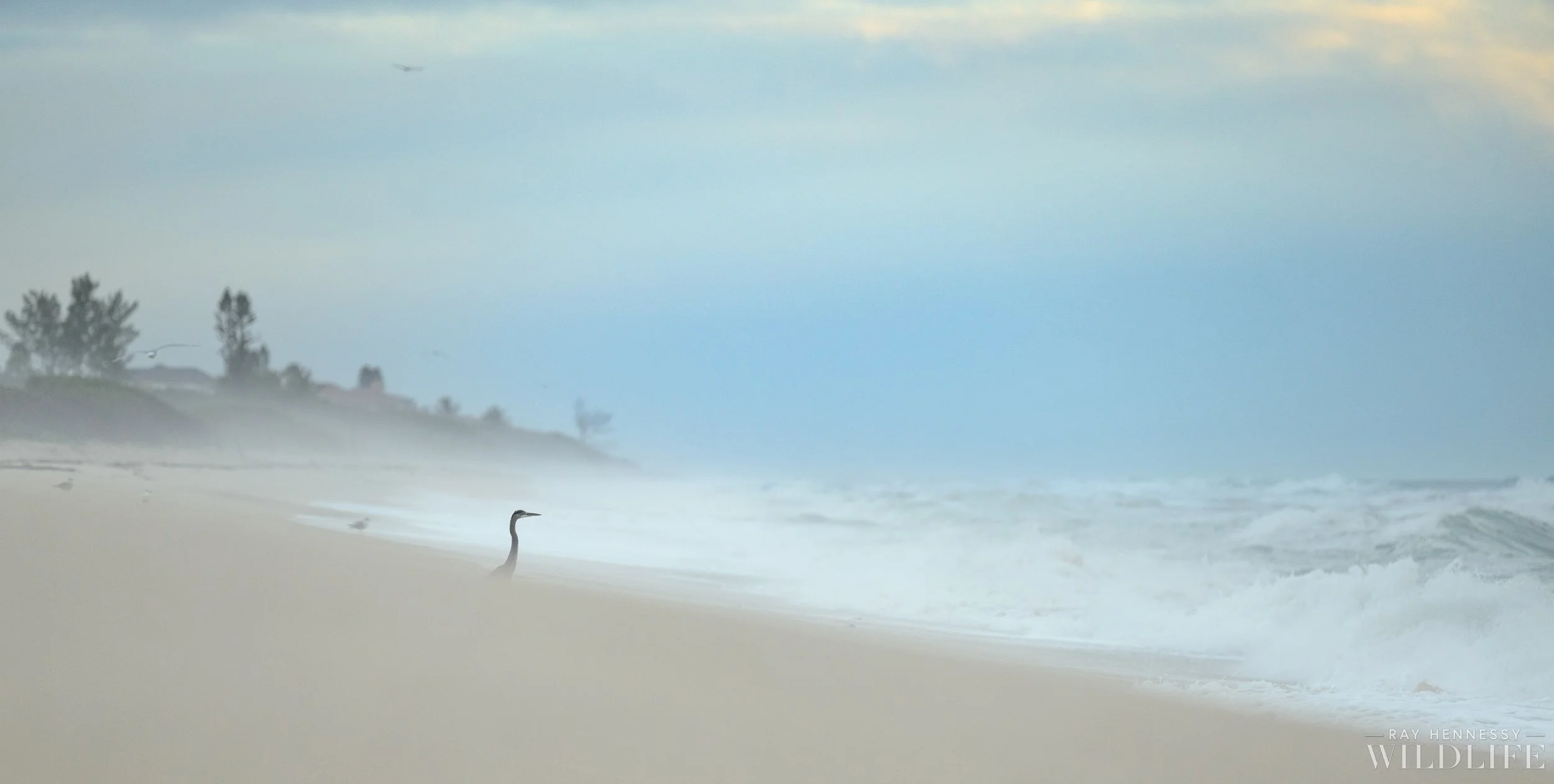 Beach Hunter — Ray Hennessy Wildlife